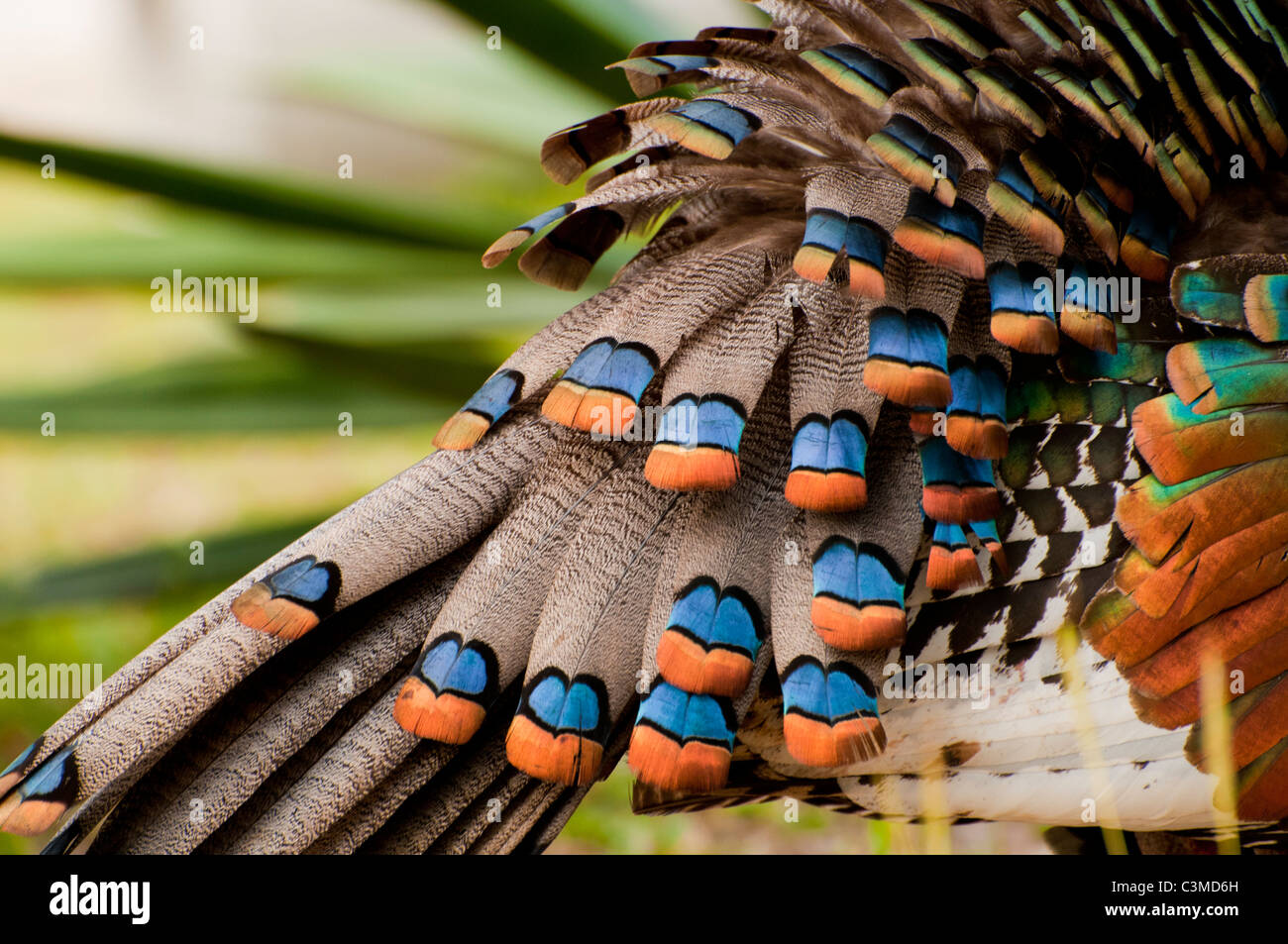 Ocellated Turkey Feathers High Resolution Stock Photography and Images ...