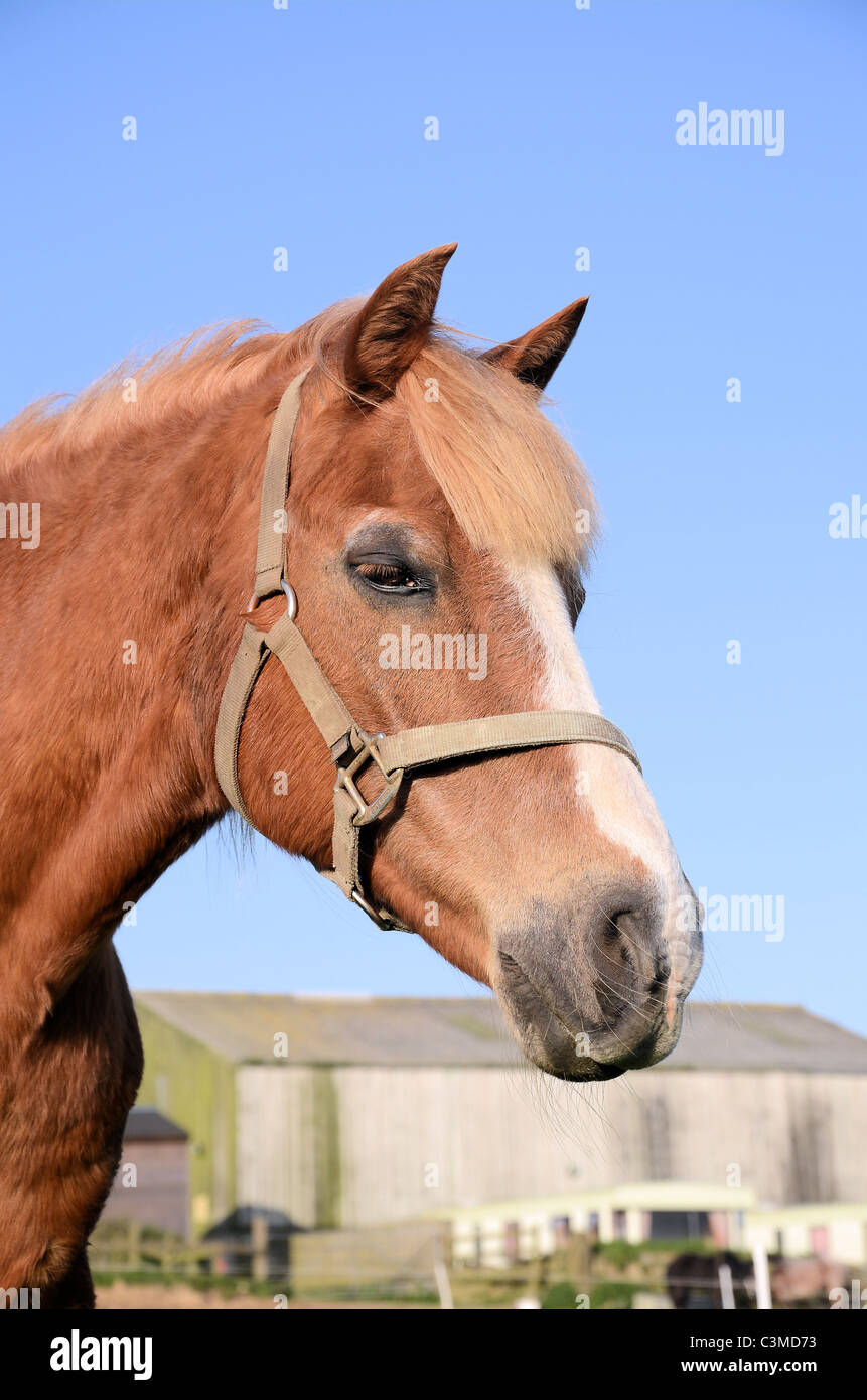Horse pony head hi-res stock photography and images - Alamy