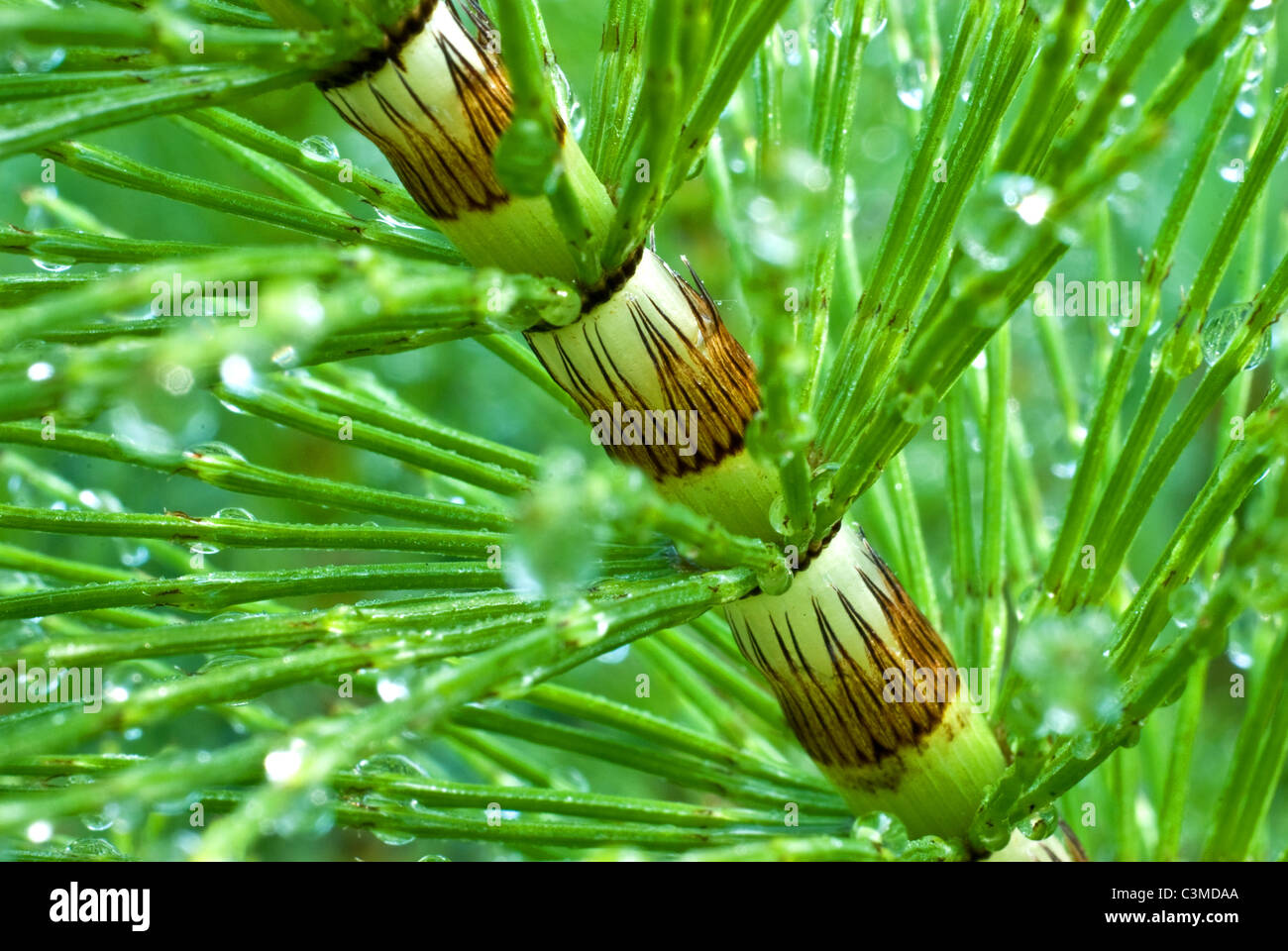 Marestail hi-res stock photography and images - Alamy