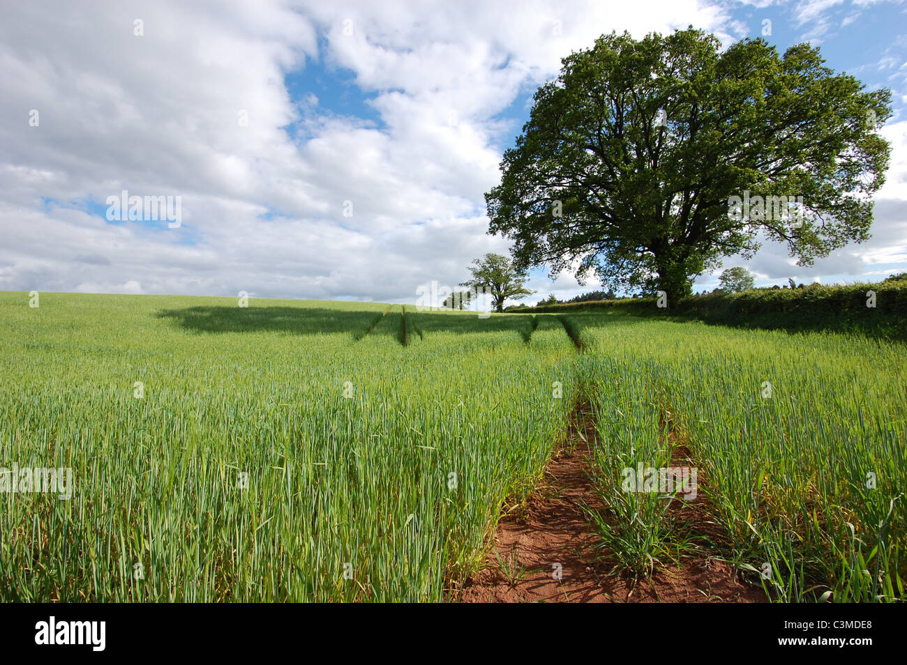Wheat field oak tree hi-res stock photography and images - Alamy