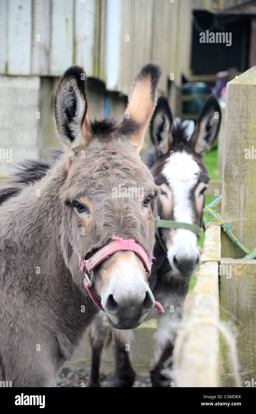 Donkeys ears hi-res stock photography and images - Alamy