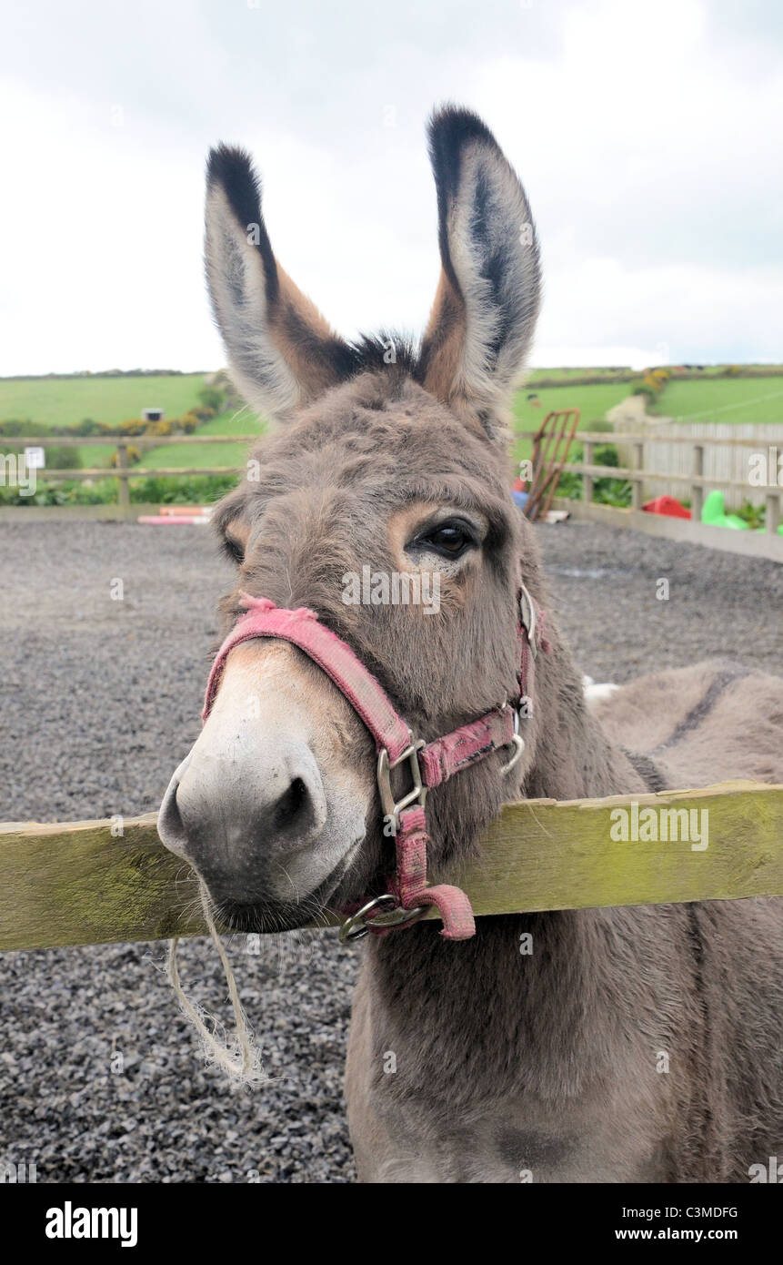 Donkey ears hi-res stock photography and images - Alamy
