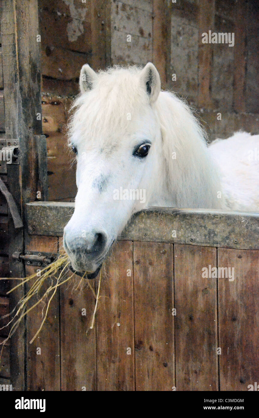 White pony eating hay Stock Photo - Alamy