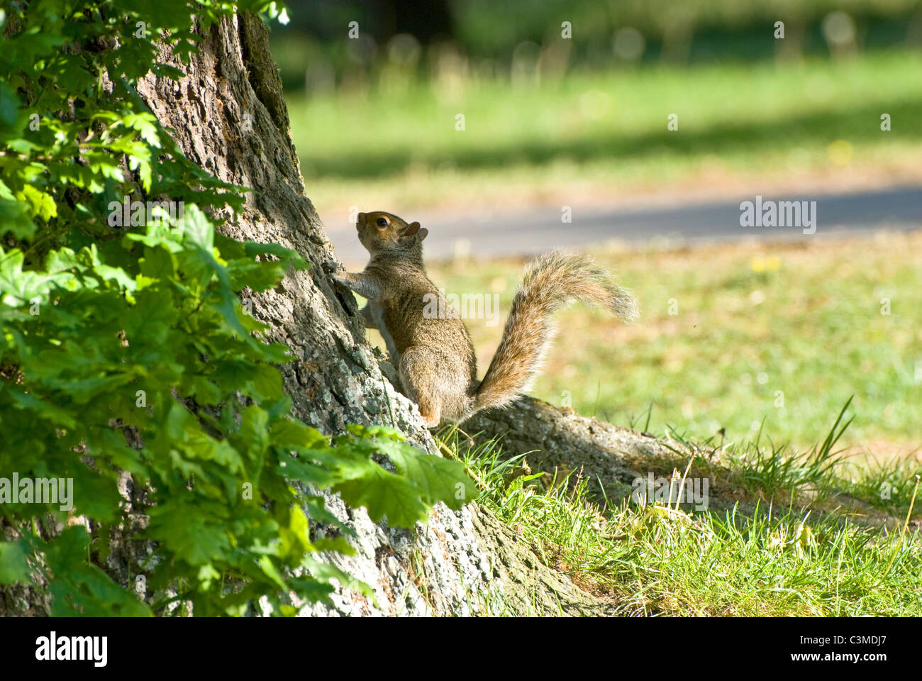 Grey squirrel about to climb an oak tree Stock Photo - Alamy