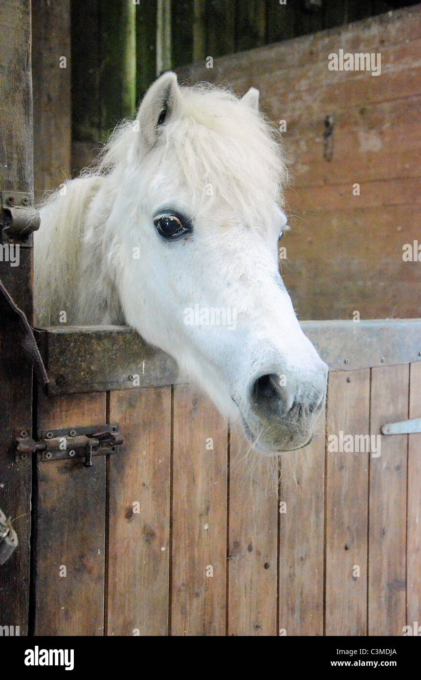 Pony portrait hi-res stock photography and images - Alamy