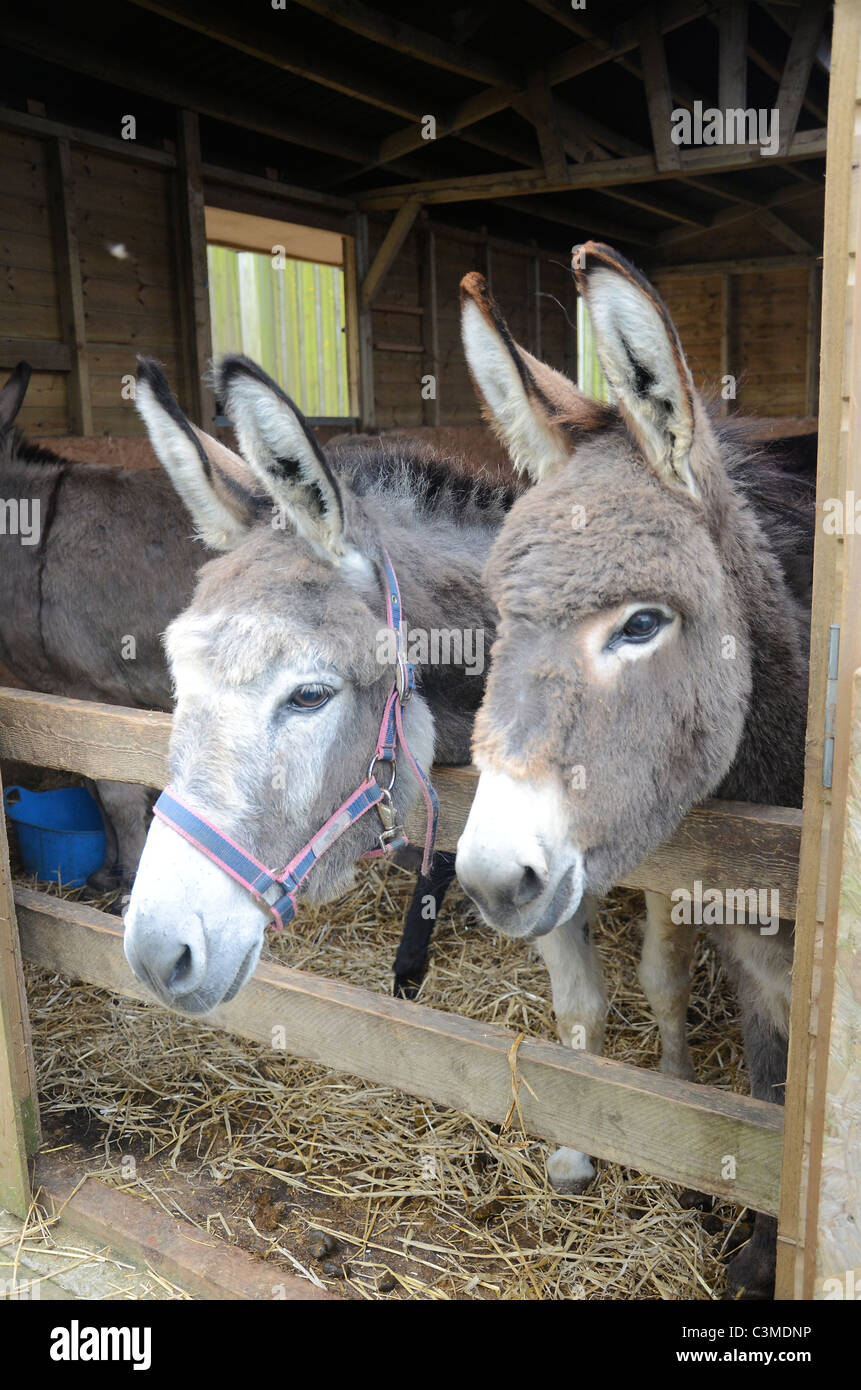 Donkeys stable hi-res stock photography and images - Alamy