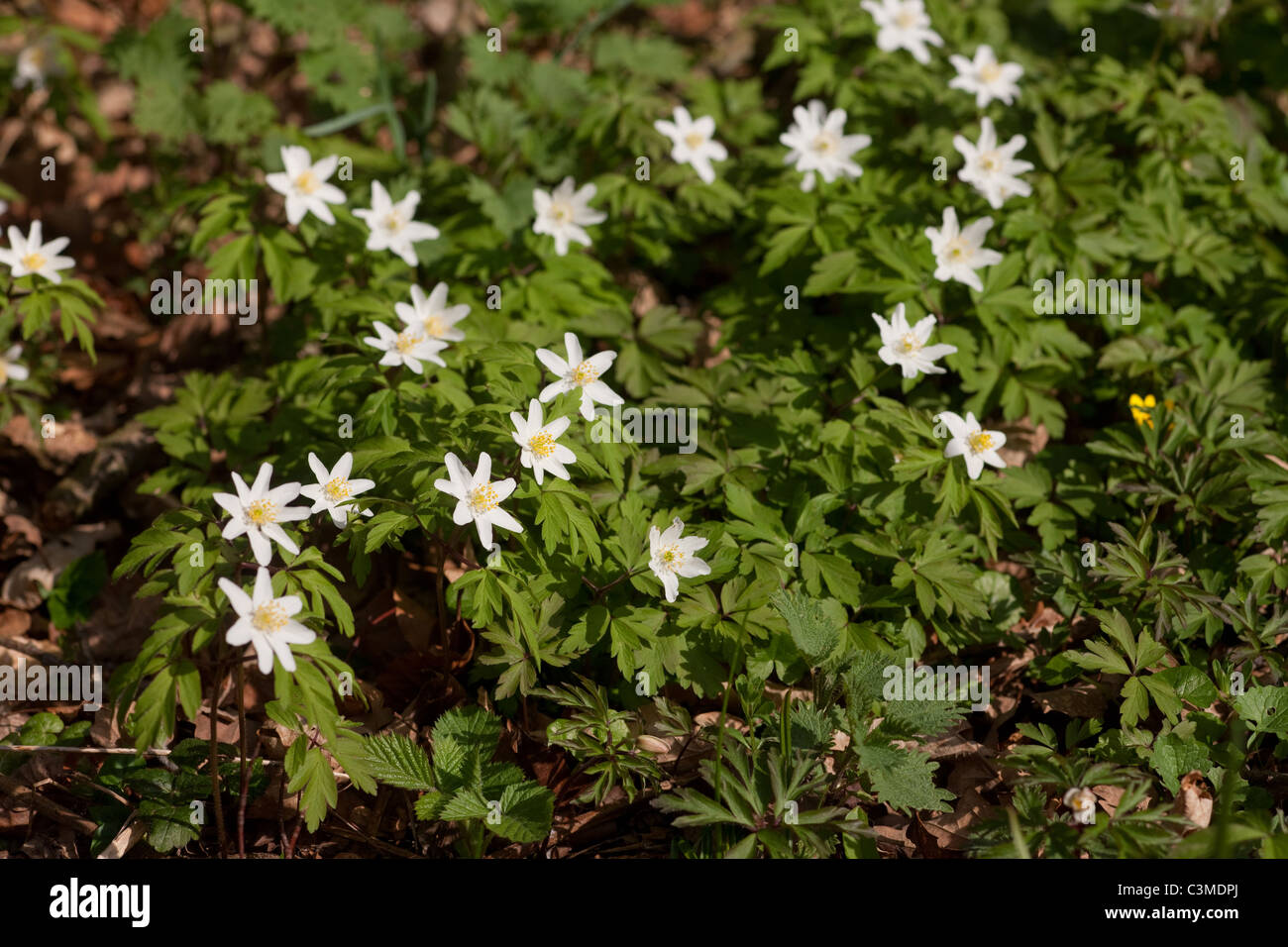 Wood anemone, spring Stock Photo - Alamy