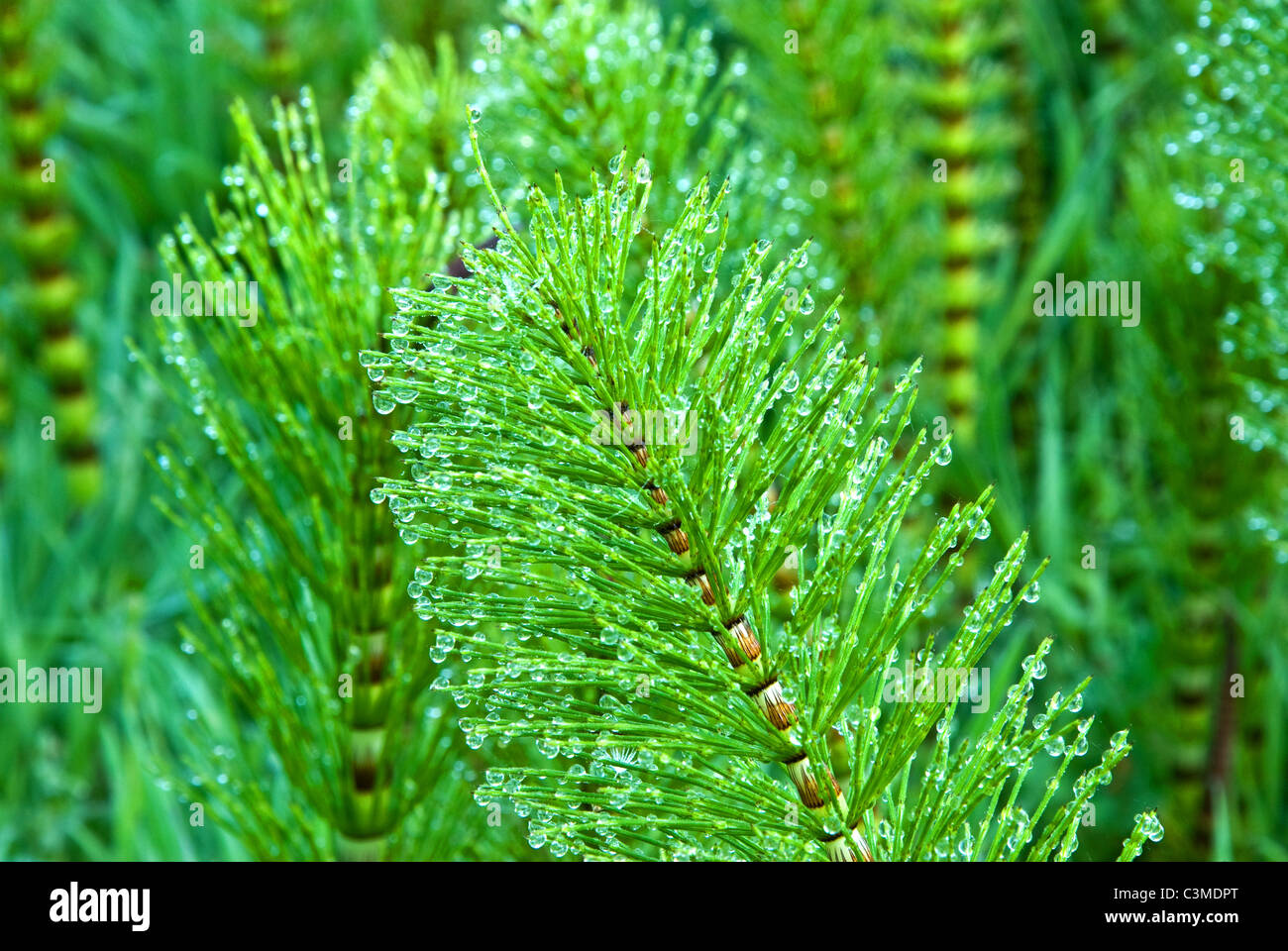 Marestail hi-res stock photography and images - Alamy