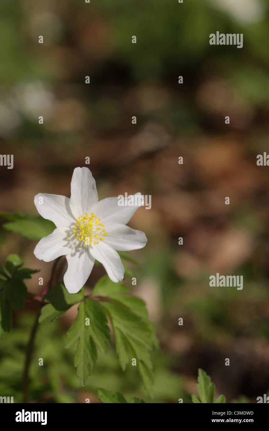 Wood anemone, spring Stock Photo - Alamy