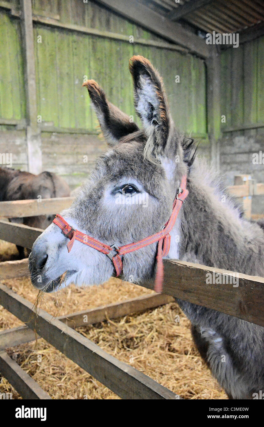 Donkey inside a barn Stock Photo - Alamy