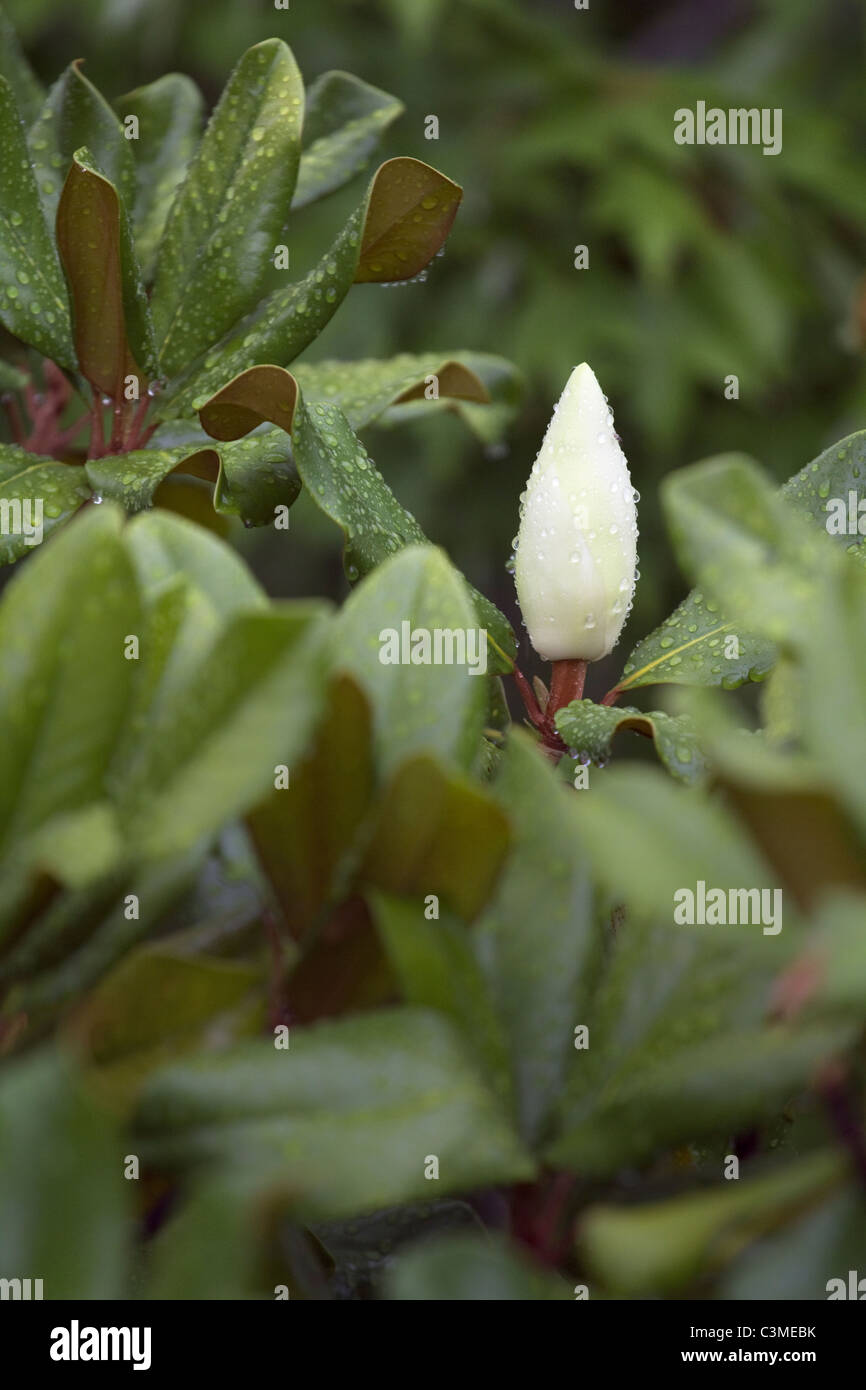 Southern Magnolia flower with rain drops Stock Photo - Alamy