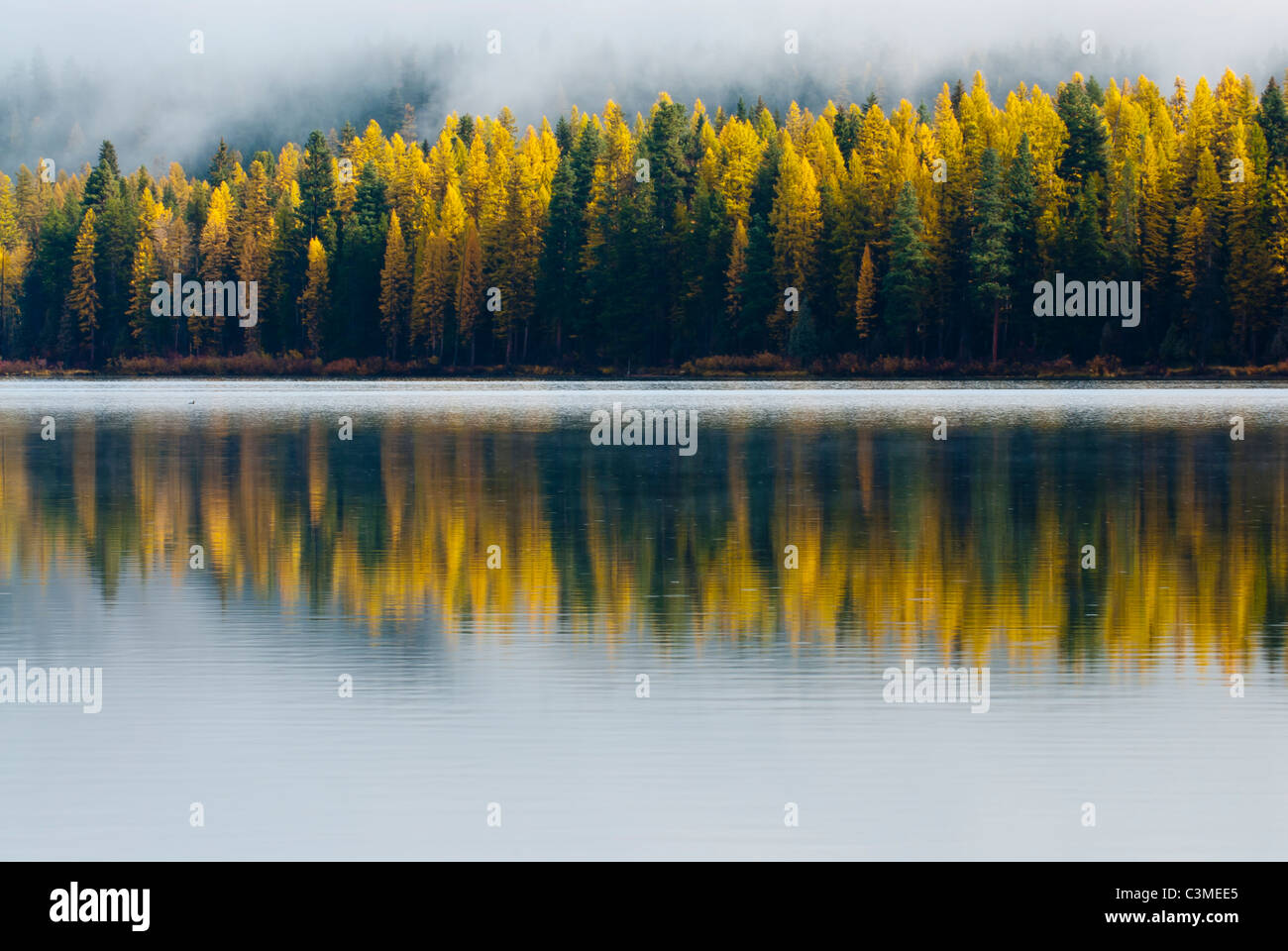 Fall colors in the western larch (larix occidentalis) trees are ...