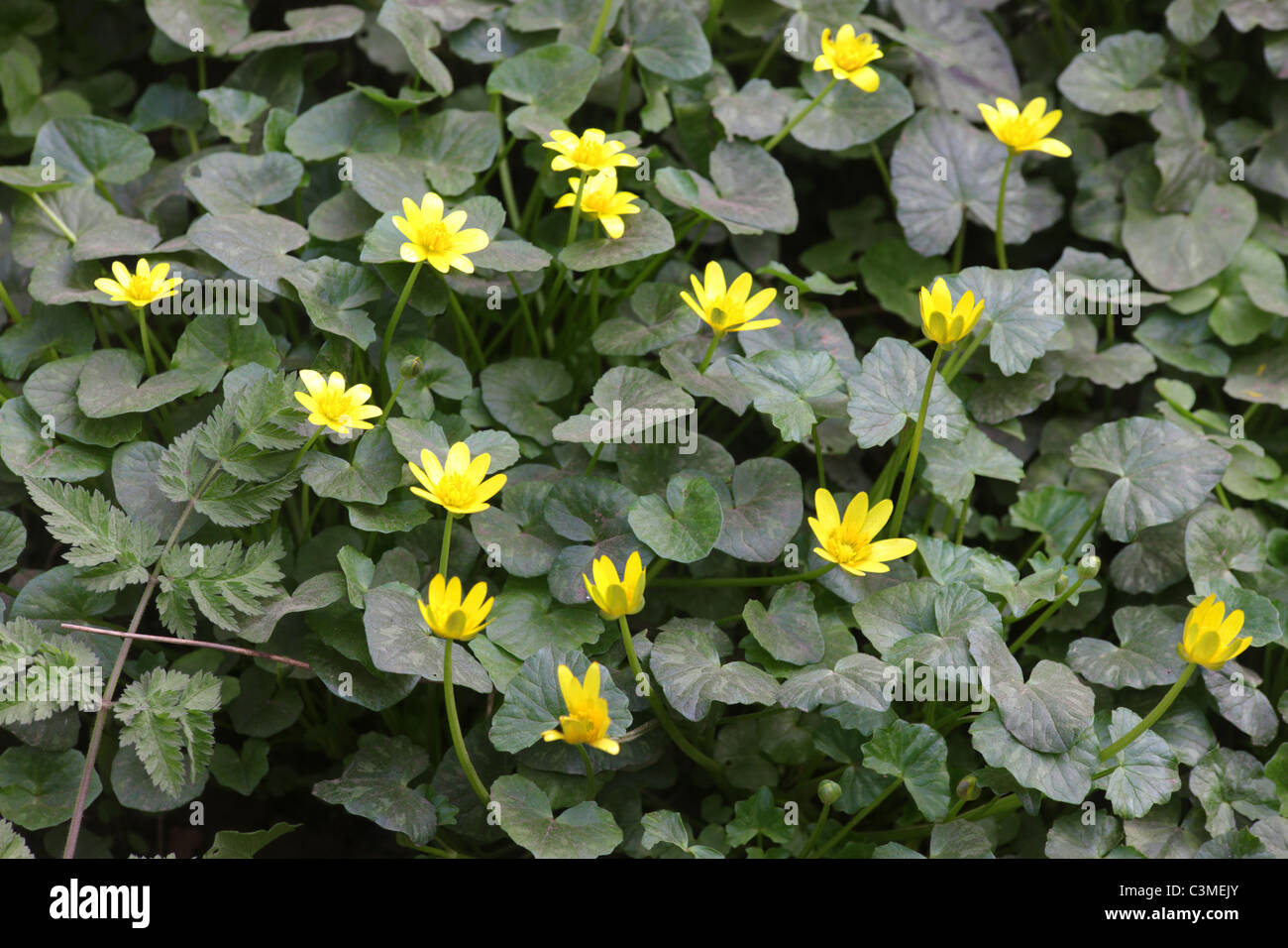 Lesser celandine trees hi-res stock photography and images - Alamy