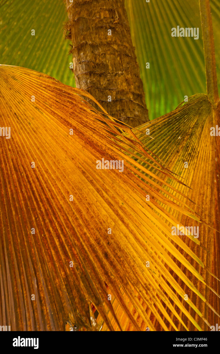 Colorful tropical fan palm trees, Molola Island Resort, Mamanucas, Fiji ...