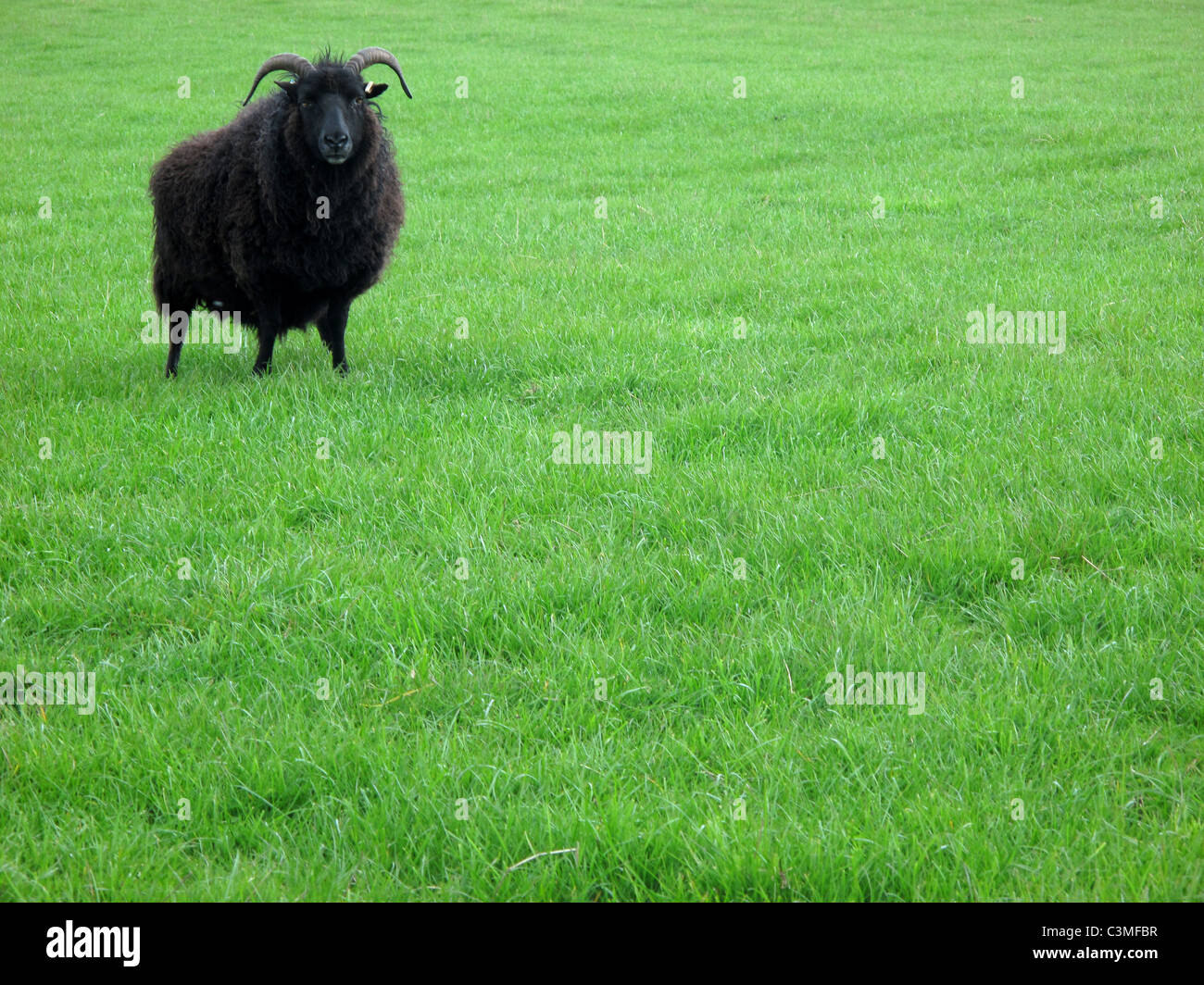 Doonies rare breed farm hi-res stock photography and images - Alamy
