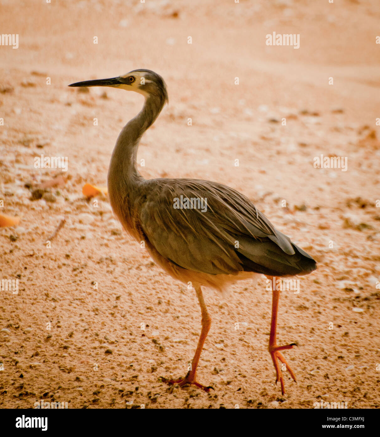 Birds of fiji hi-res stock photography and images - Alamy