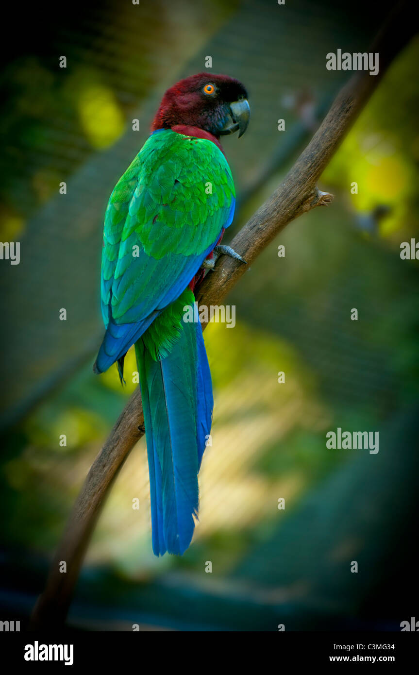 Red-breasted musk-parrot or Kaka (Prosopeia koroensis); Kula Eco Park ...
