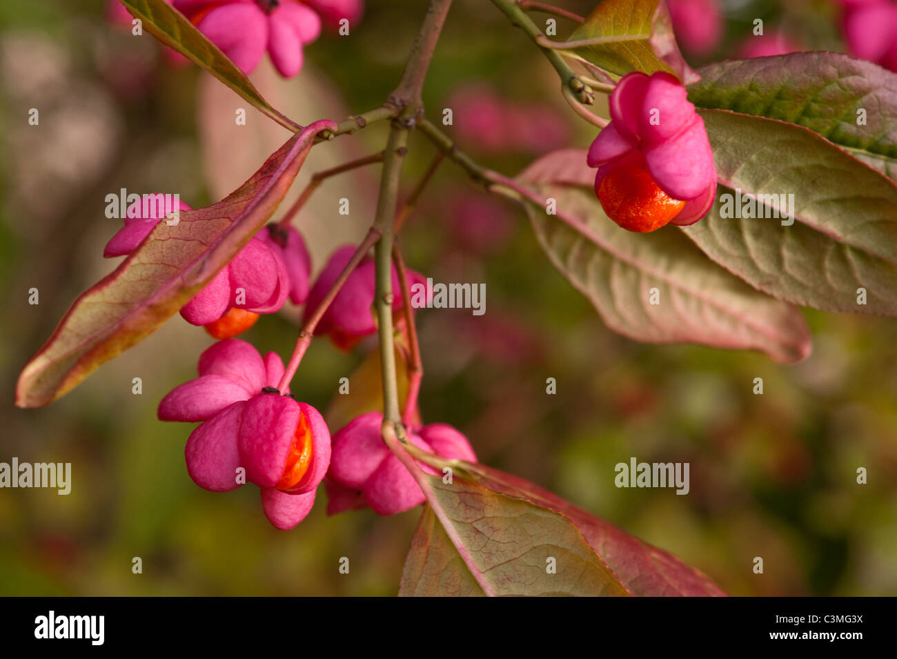 Friut tree hi-res stock photography and images - Alamy