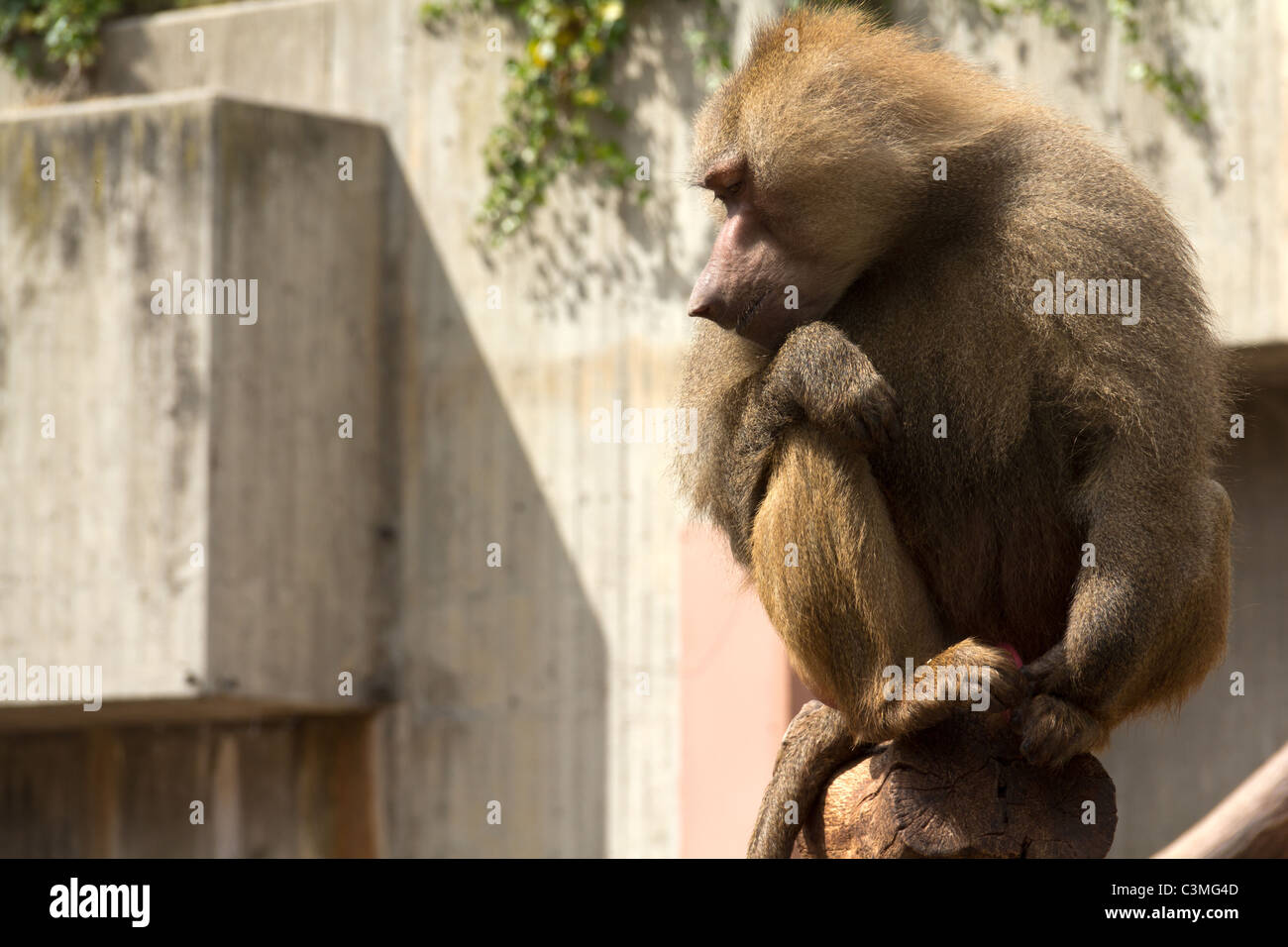 Baboon sitting and staring in the zoo Stock Photo - Alamy