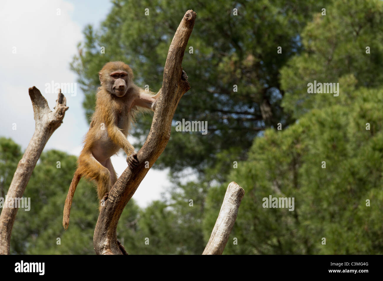 Zoo primate hi-res stock photography and images - Alamy