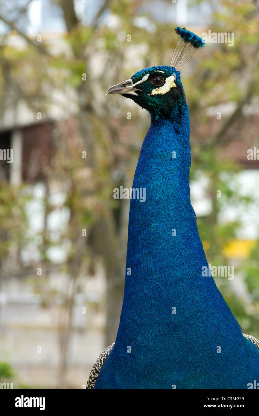 Closeup of a beautiful and curious peacock Stock Photo - Alamy