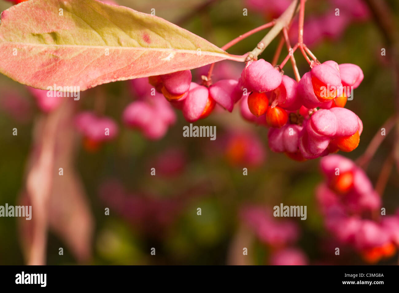 Spindle tree friut Stock Photo - Alamy