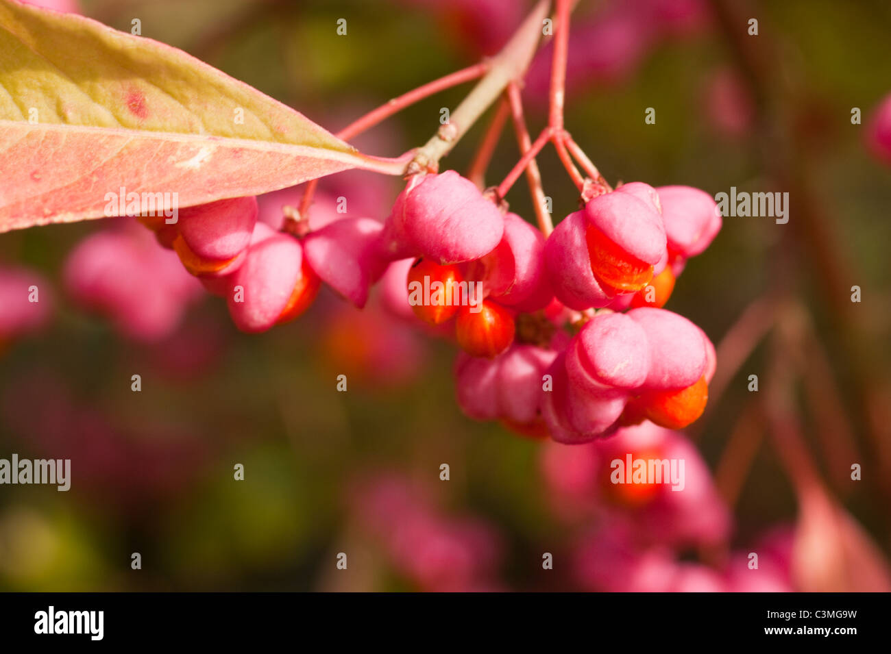 Spindle tree friut Stock Photo - Alamy