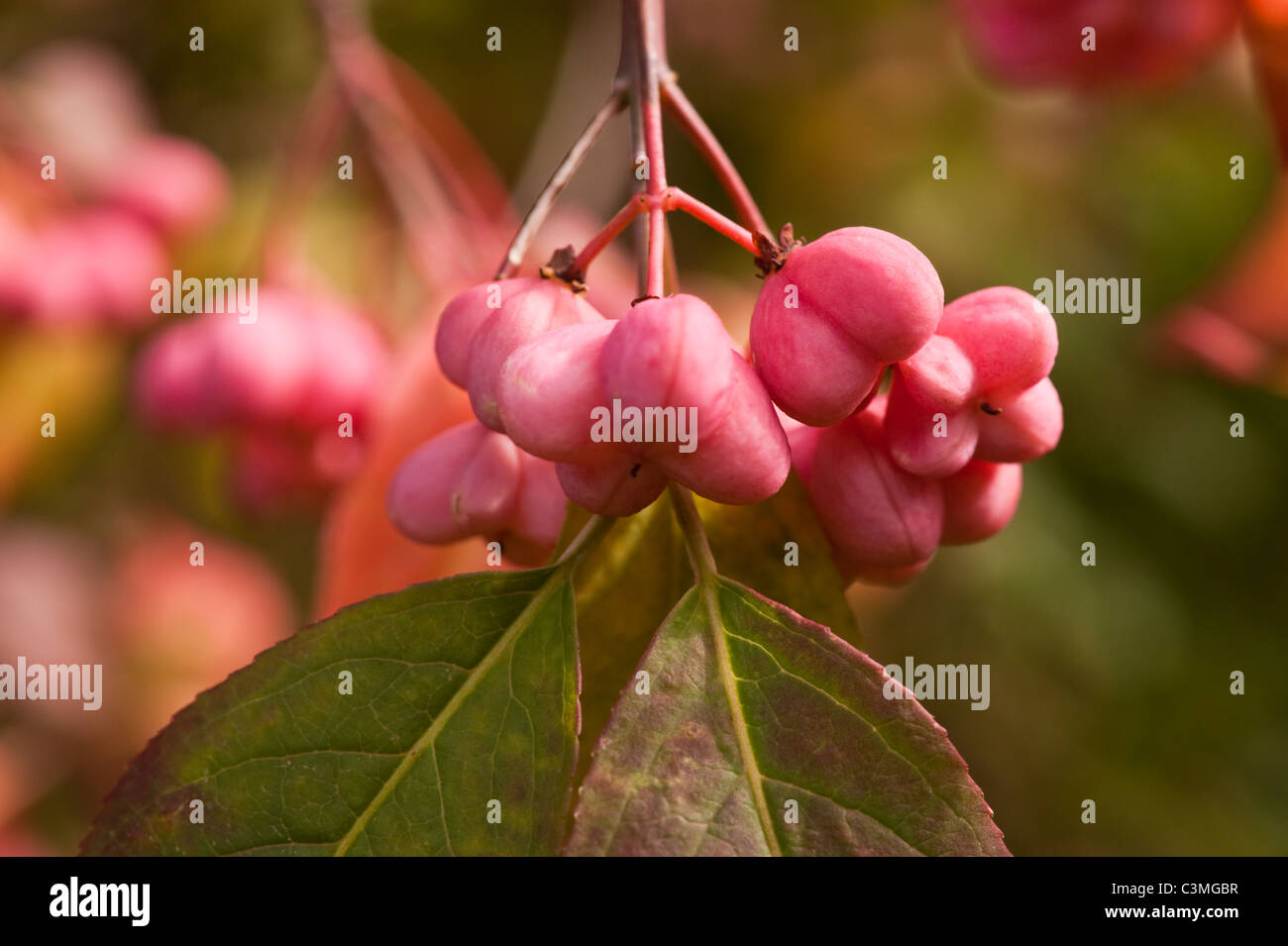 Spindle tree friut Stock Photo - Alamy