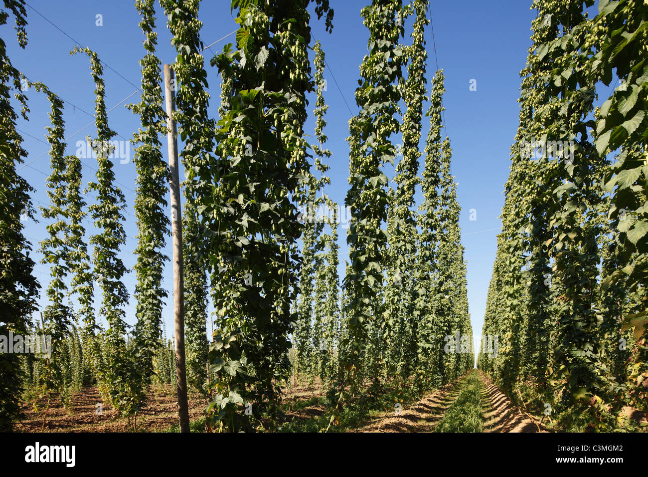 Germany, Upper Bavaria, View of hop garden Stock Photo - Alamy