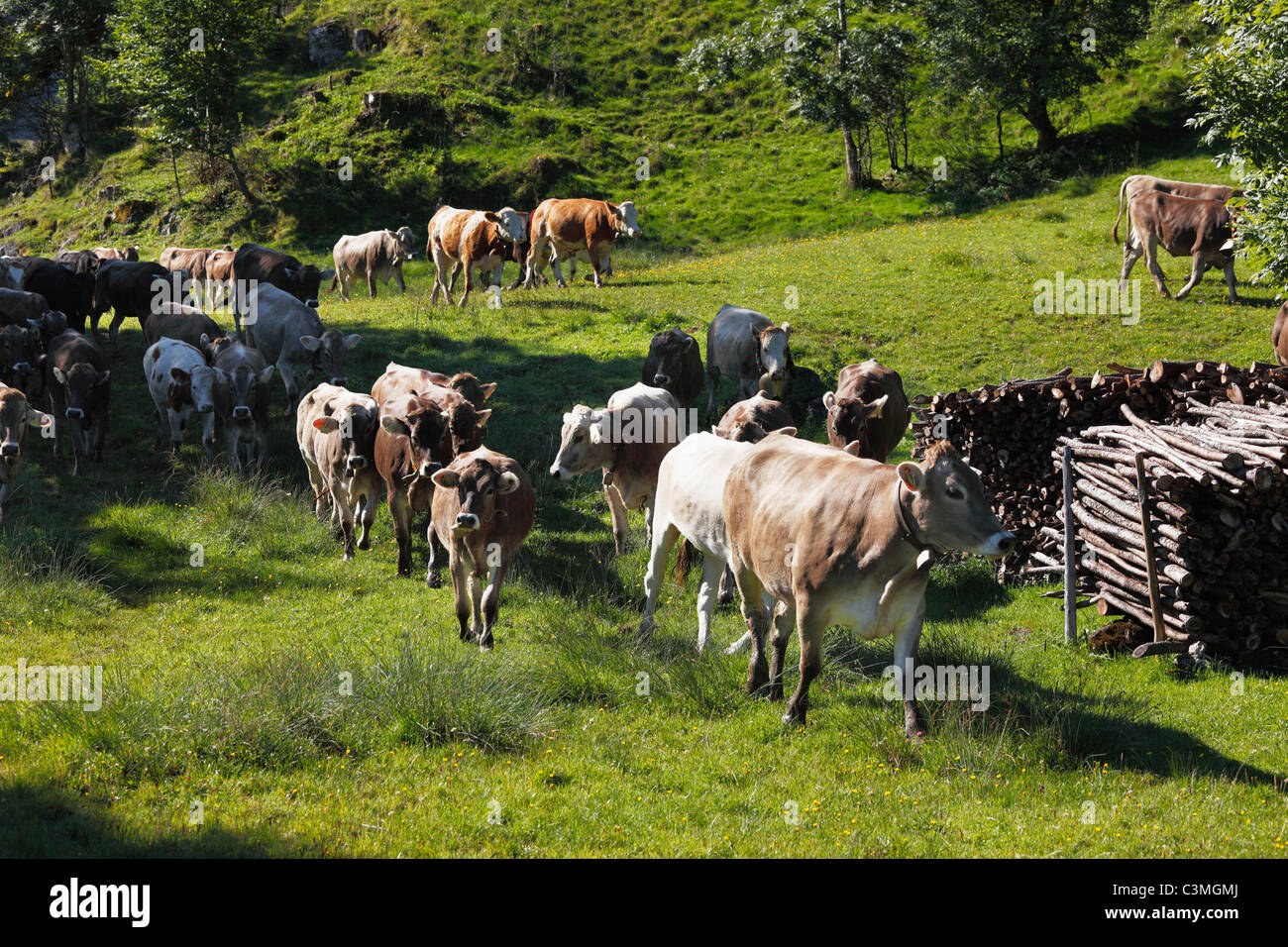 Germany, Bavaria, Herd of cattle walking Stock Photo - Alamy