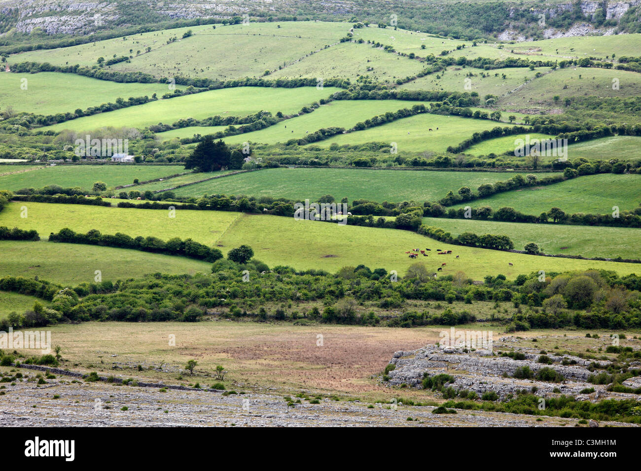 Ireland, County Clare, View of field landscape Stock Photo - Alamy