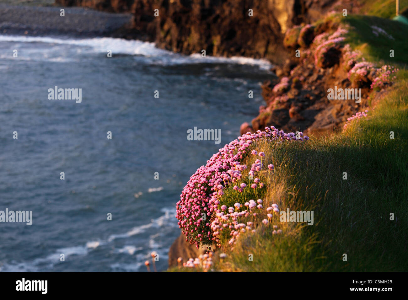 Marsh daisy hi-res stock photography and images - Alamy