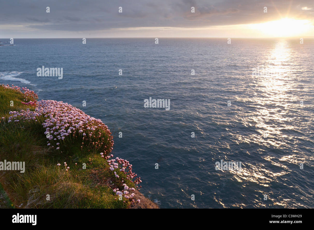 Marsh daisy hi-res stock photography and images - Alamy