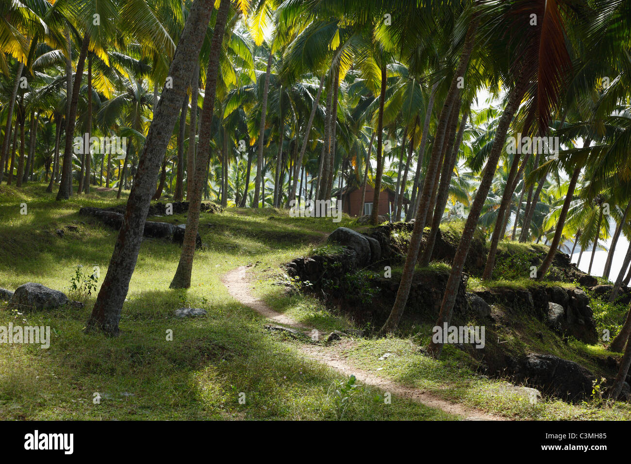 India, South India, Kerala, Malabar Coast, Forest of coconut palms ...