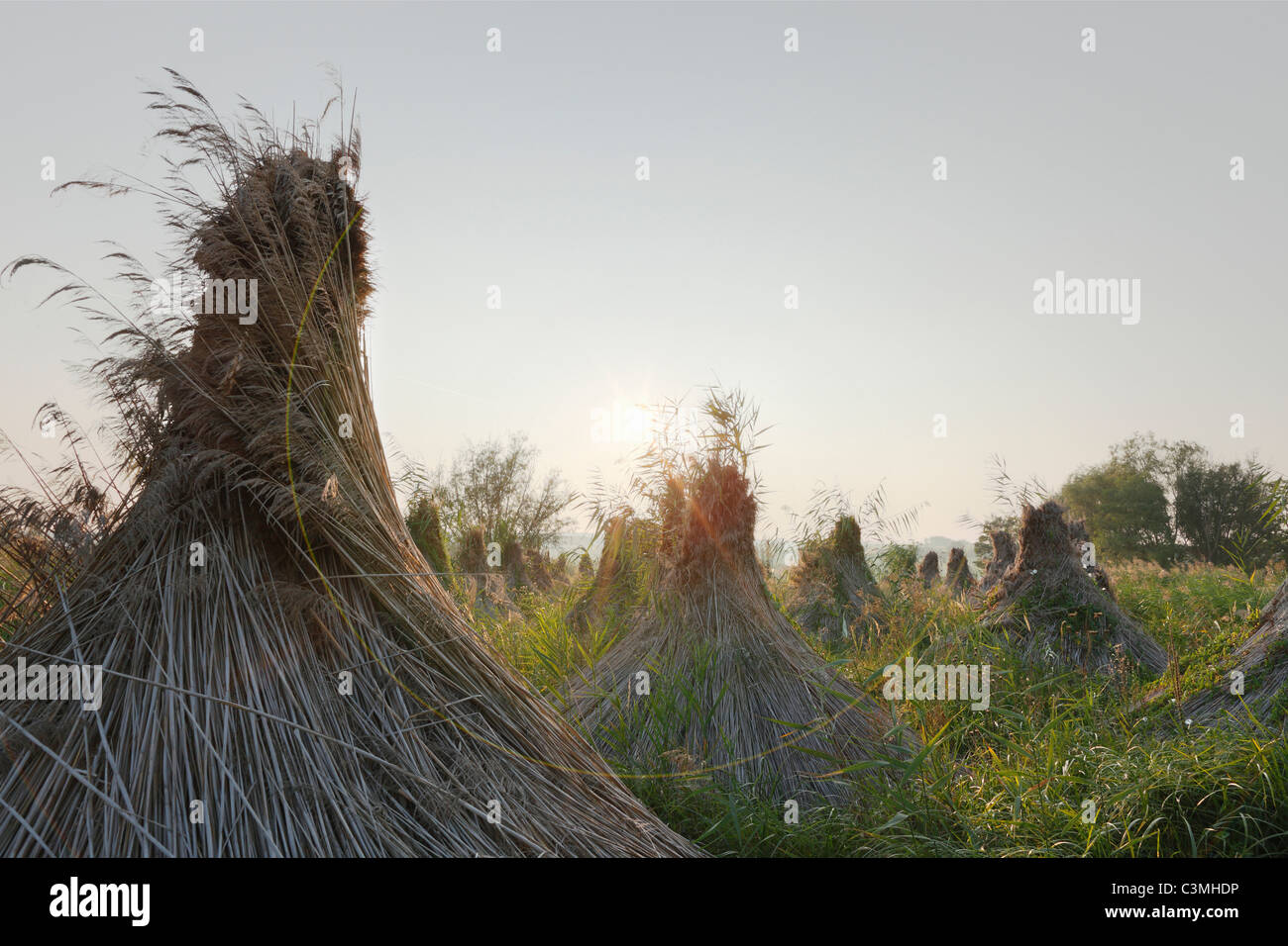 Austria, Burgenland, View of reed bundle at lake neusiedl Stock Photo ...