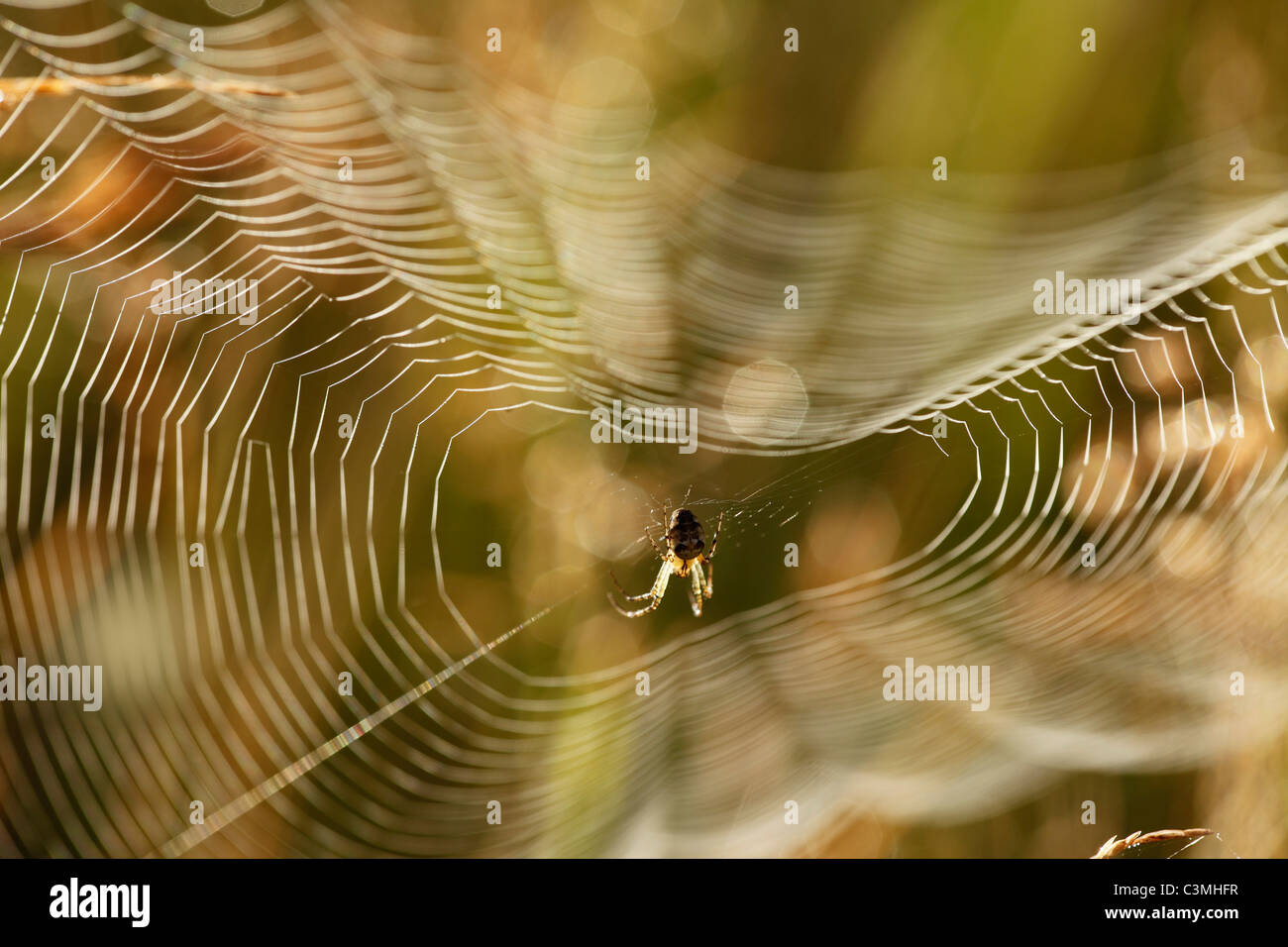 Germany, Bavaria, Spider in spider web, close up Stock Photo - Alamy