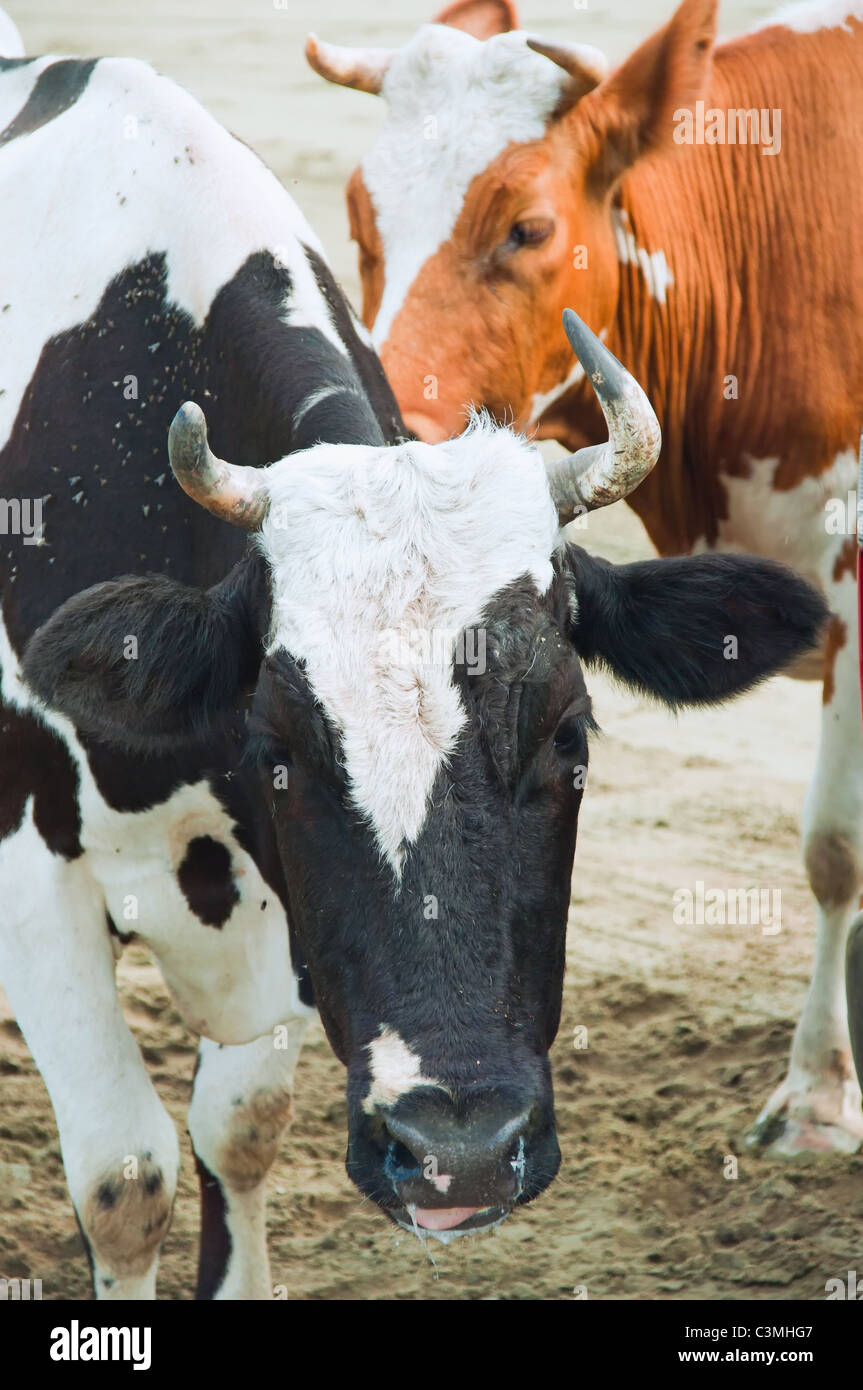 two cows in farm Stock Photo - Alamy