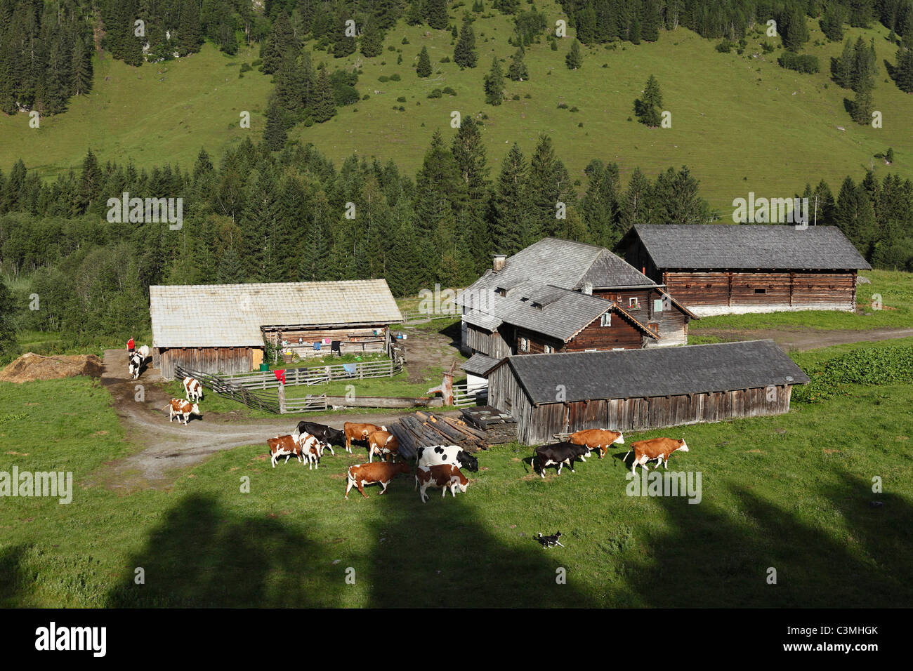 Pinzgau cattle hi-res stock photography and images - Alamy