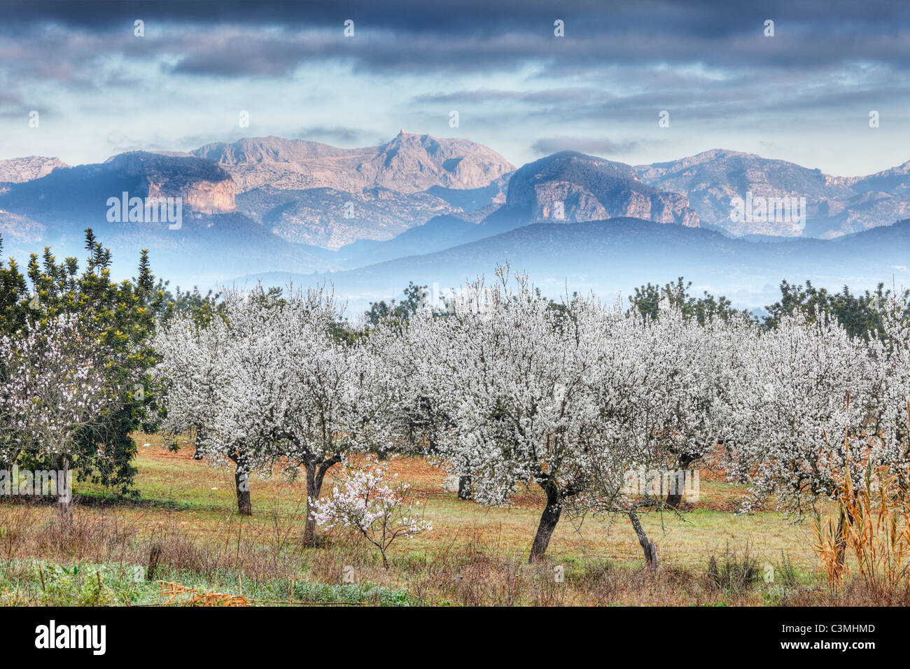 Almond blossom serra tramuntana hi-res stock photography and images - Alamy
