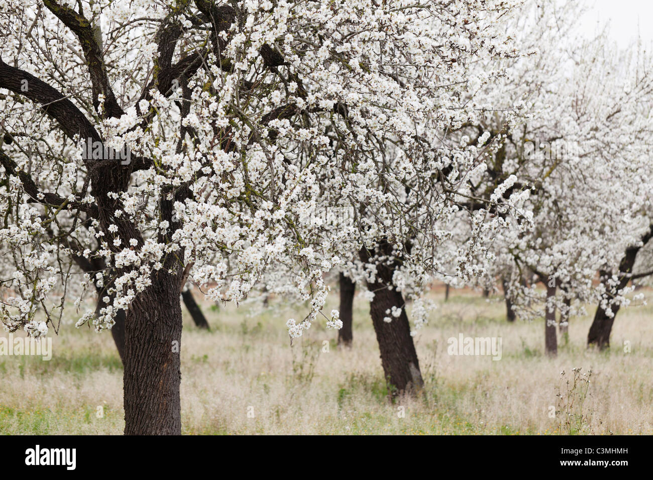 Spain, Balearic Islands, Majorca, View of almond trees Stock Photo - Alamy