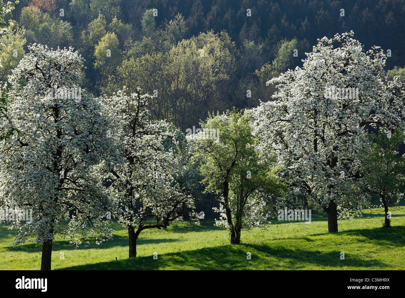 Austria, Lower Austria, Waldviertel, Mostviertel, Blossoming pear trees ...