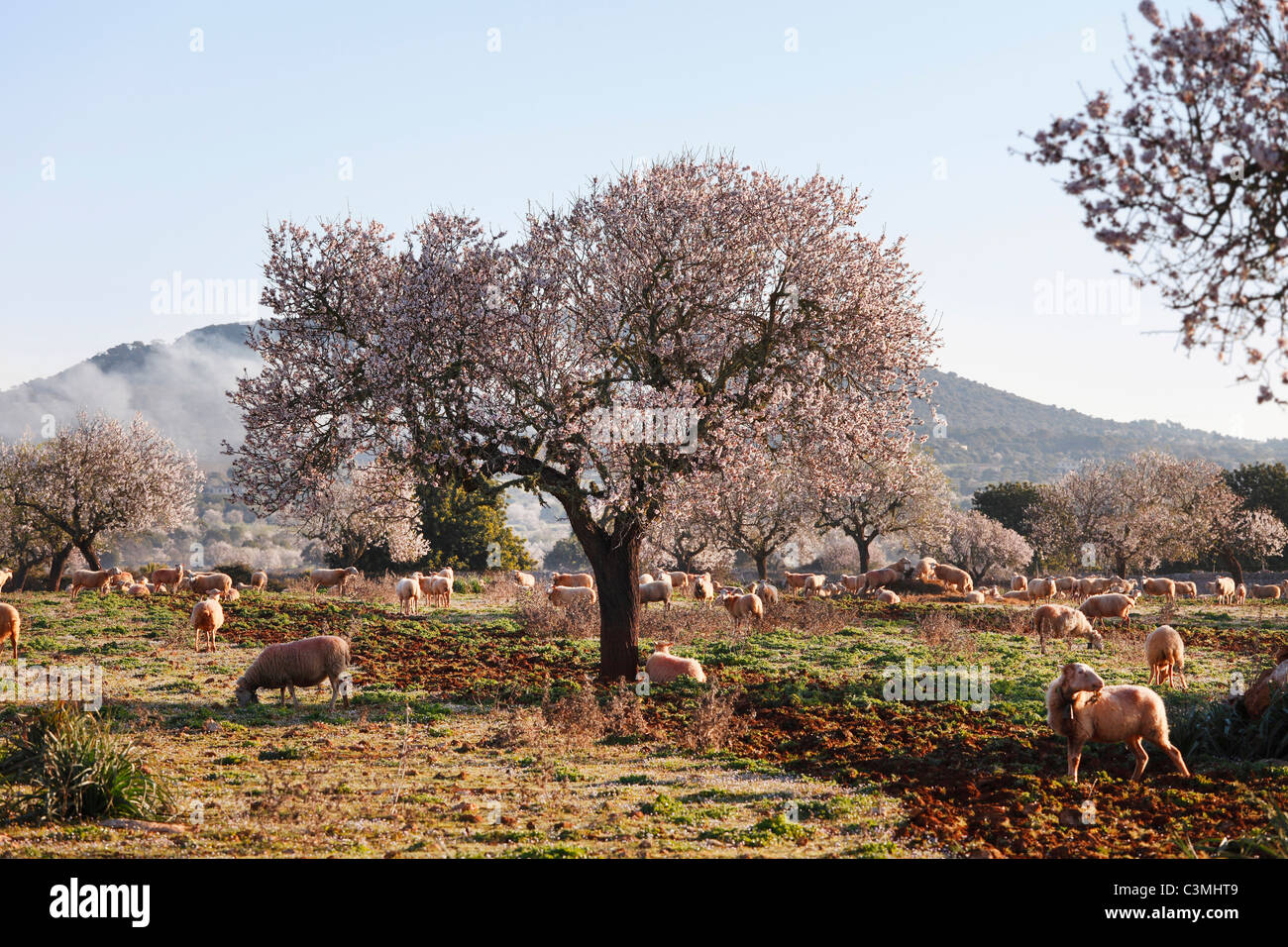 Spain, Balearic Islands, Majorca, Santanyi, Blossoming Almond trees ...