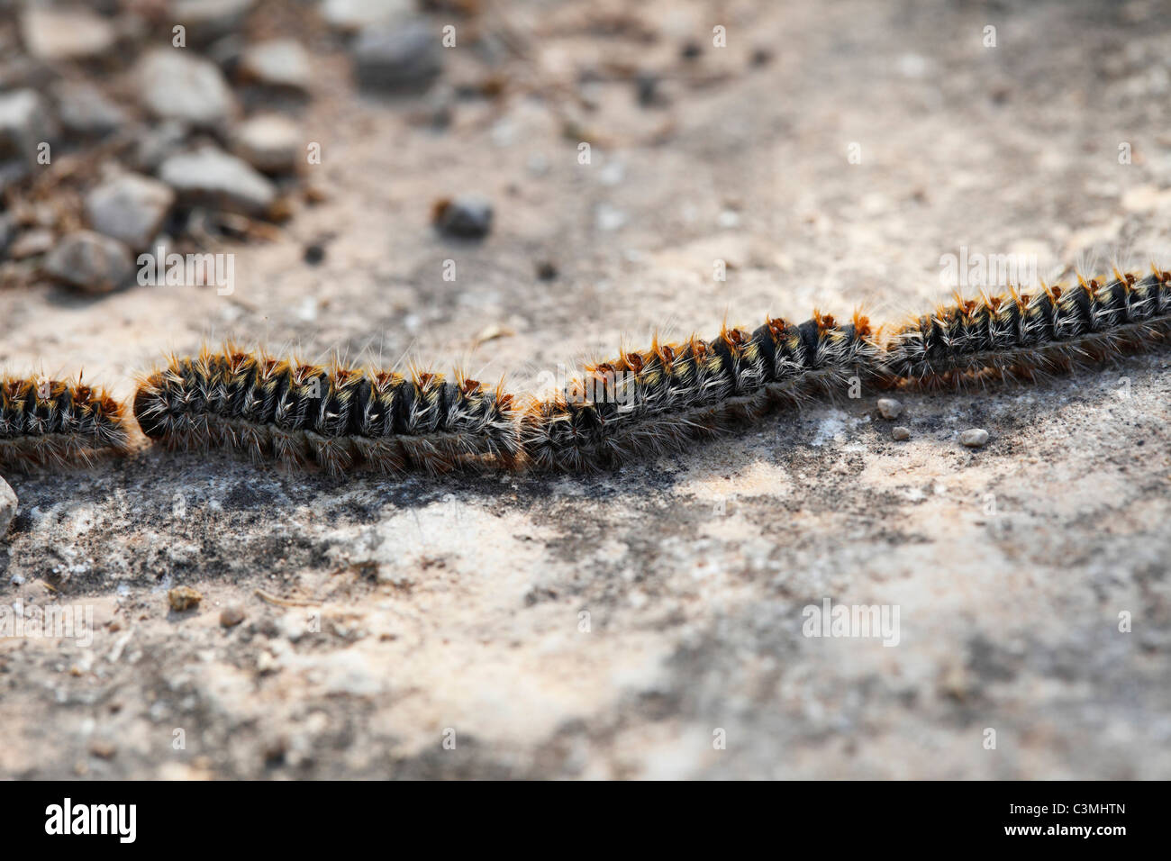 Majorca wildlife hi-res stock photography and images - Alamy
