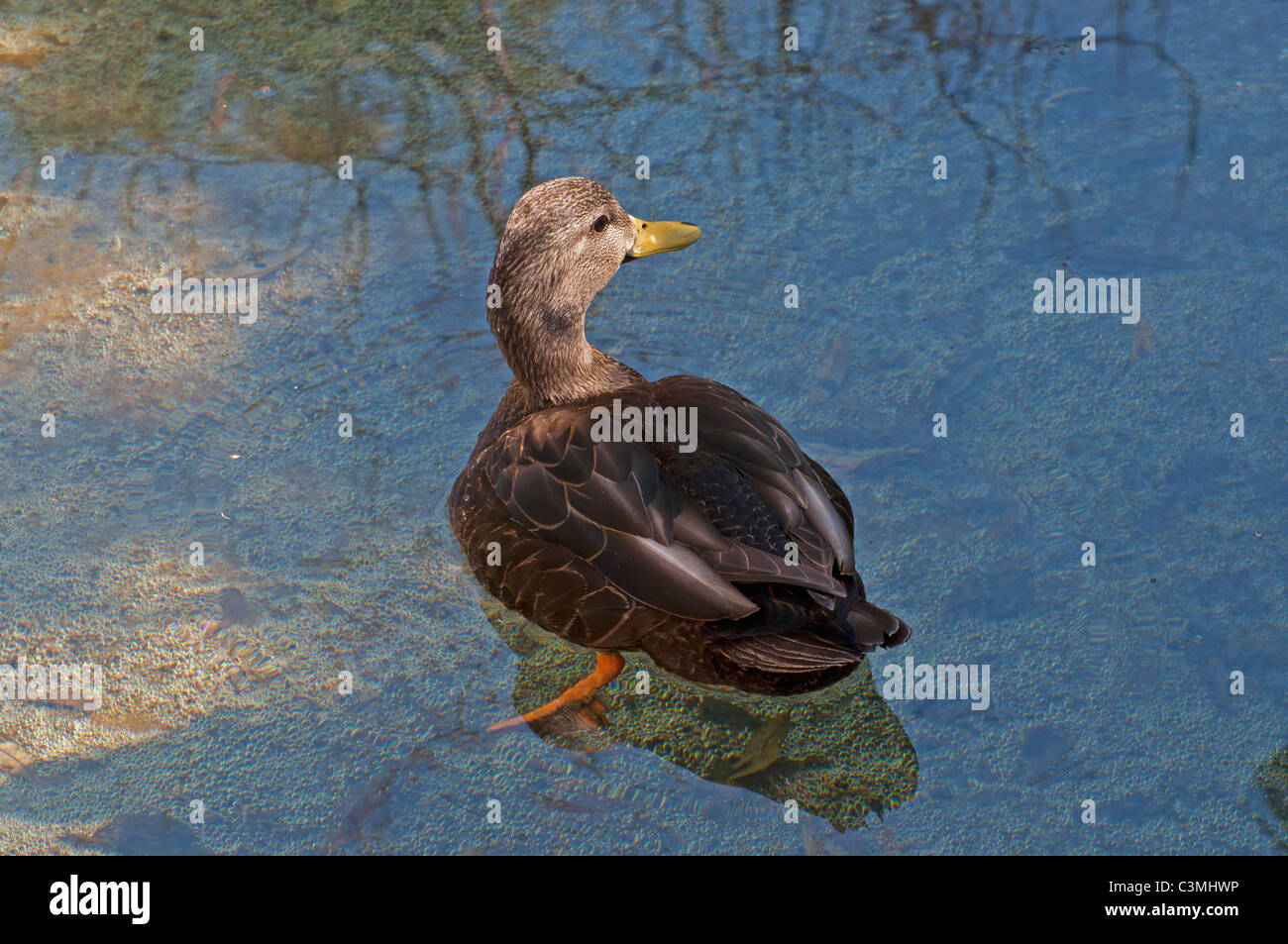 A female mallard Duck Stock Photo - Alamy