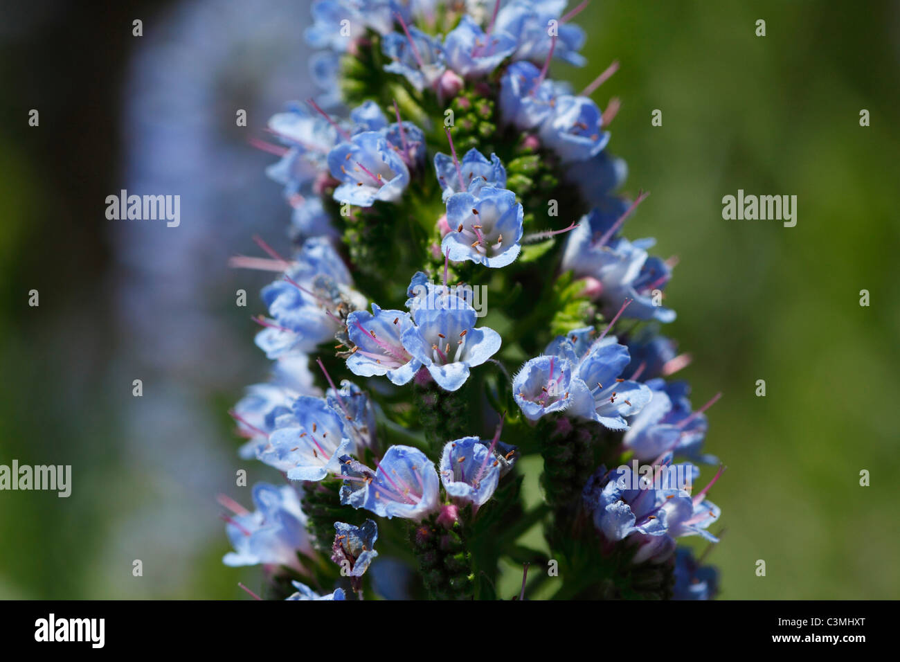 Giant bugloss hi-res stock photography and images - Alamy