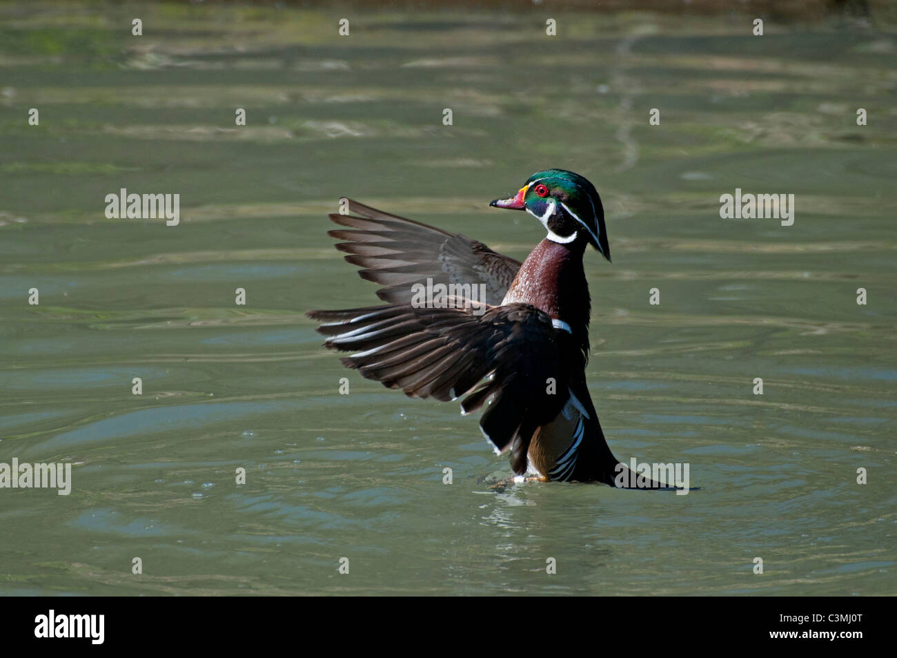 A male Wood Duck flapping his wings Stock Photo - Alamy