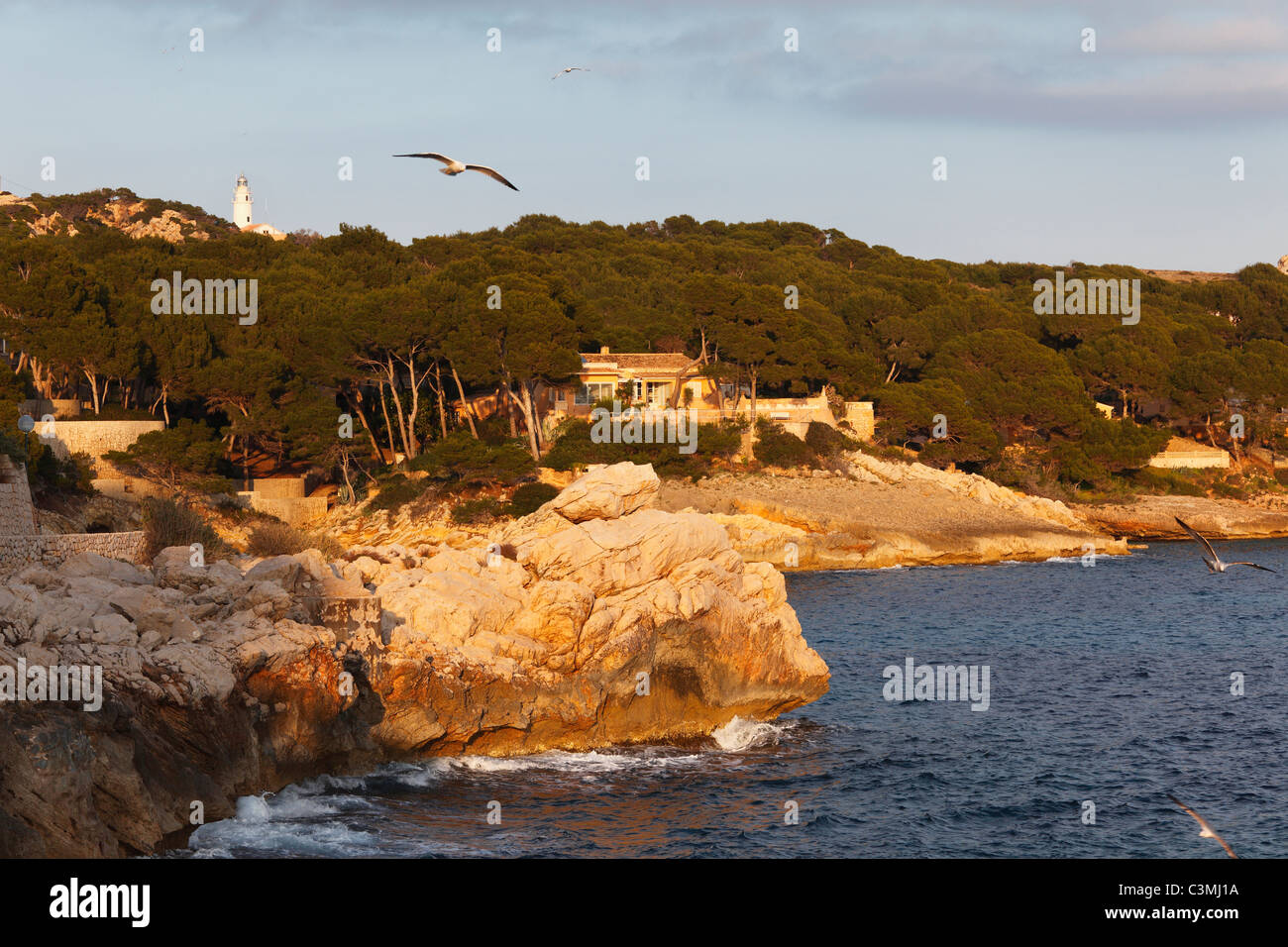 Majorca wildlife hi-res stock photography and images - Alamy