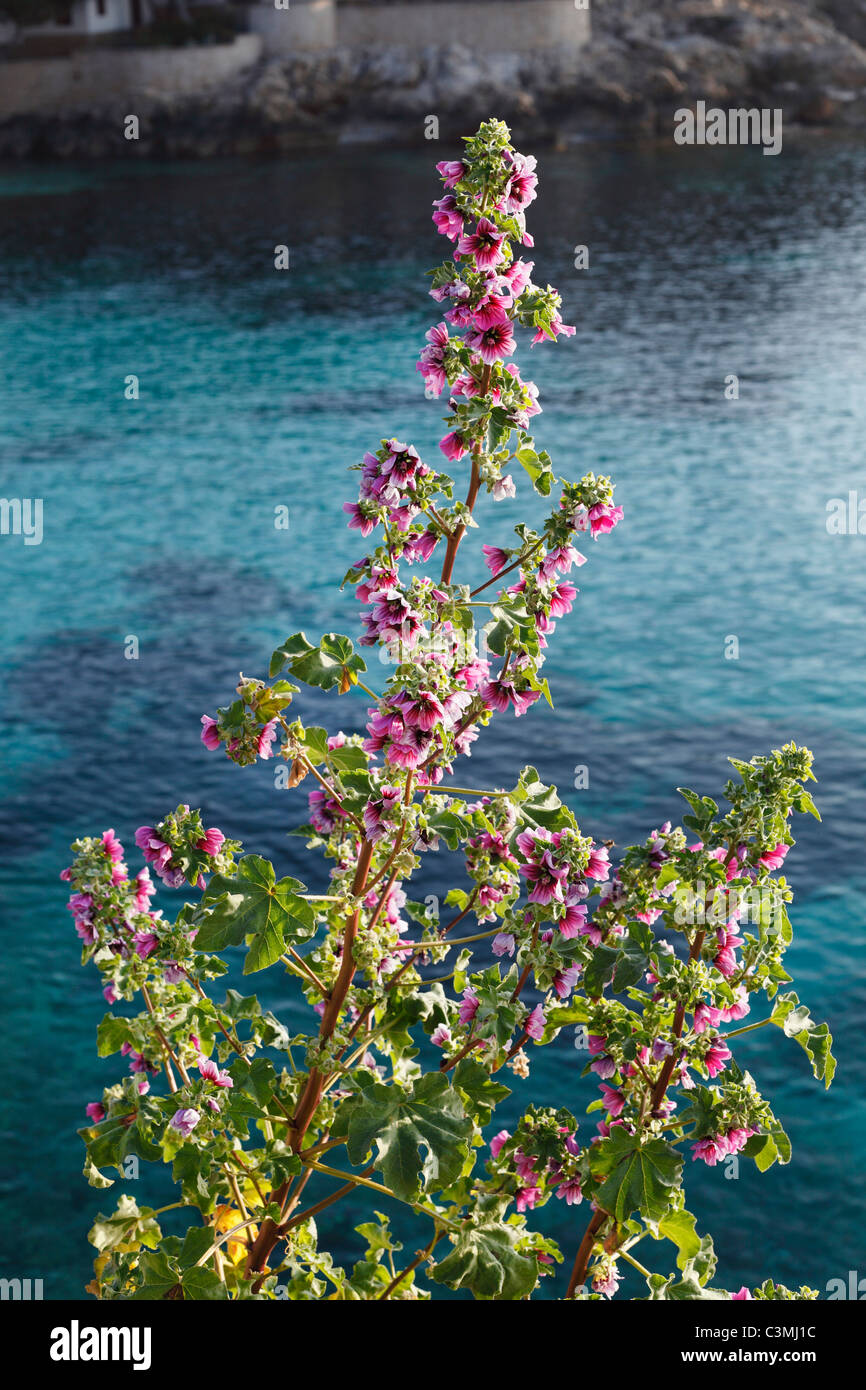 Mallow tree hi-res stock photography and images - Alamy
