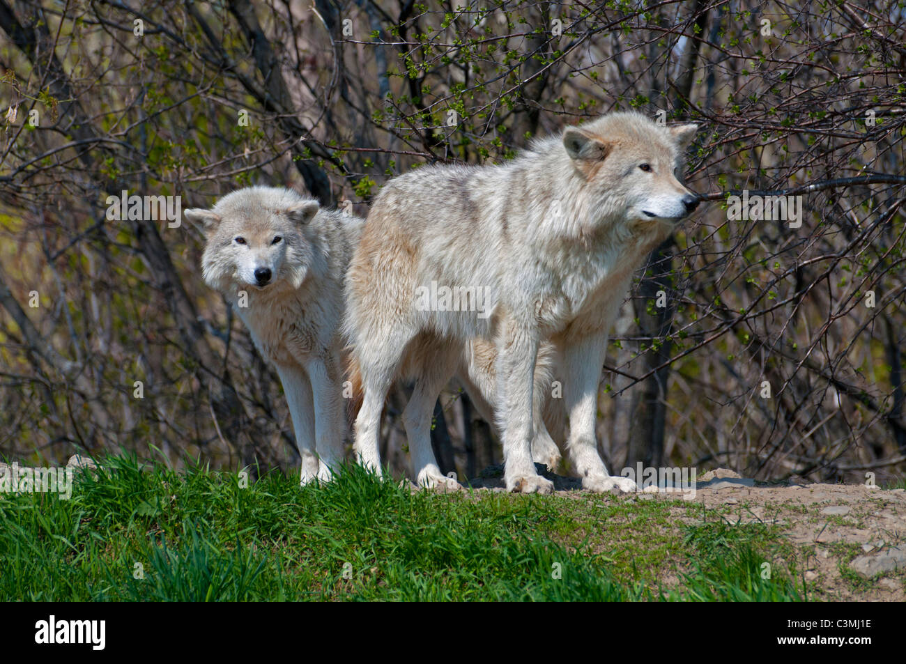 A pair of Timber Wolves in spring Stock Photo - Alamy
