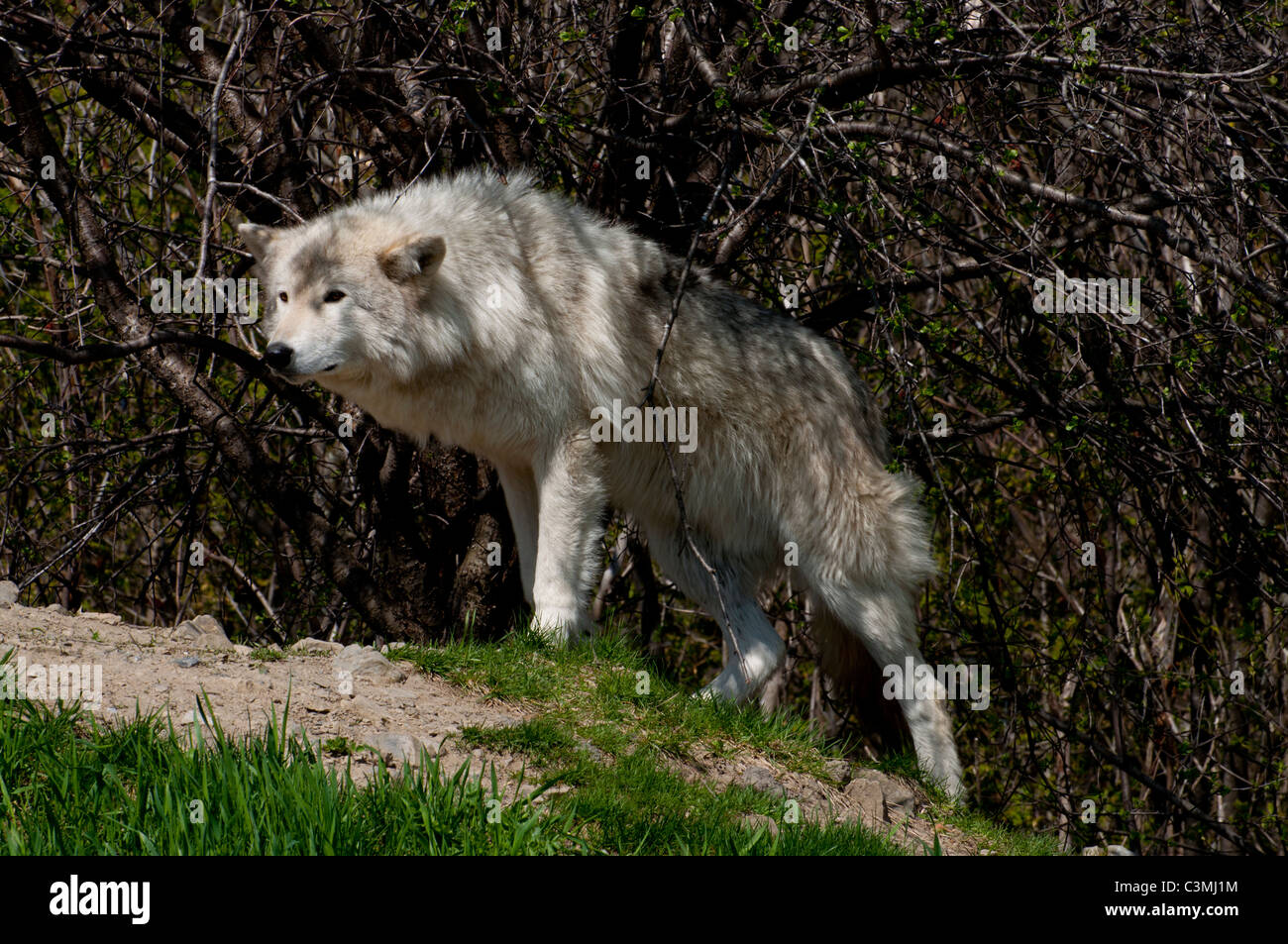 A lone Timber Wolf in spring Stock Photo - Alamy